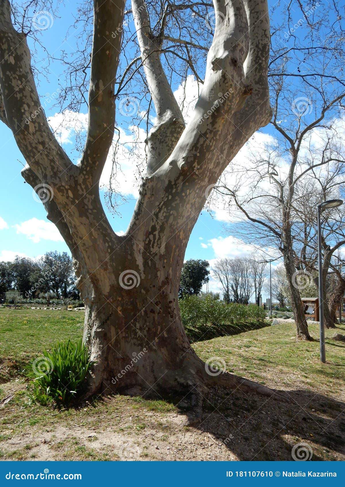 Alley of Old Plane Trees in Early Spring Stock Photo - Image of europe ...
