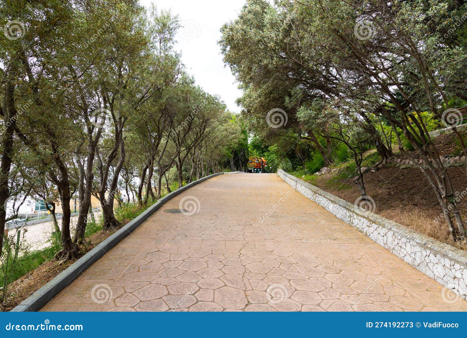 The Alley in the Olive Park. Olive Trees on Both Sides of an Asphalt ...
