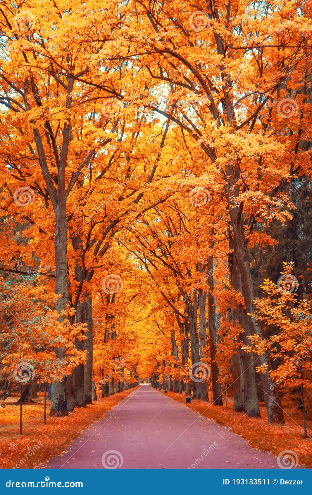 Alley of Orange-red Maples in the Park Walking Path in Perspective ...