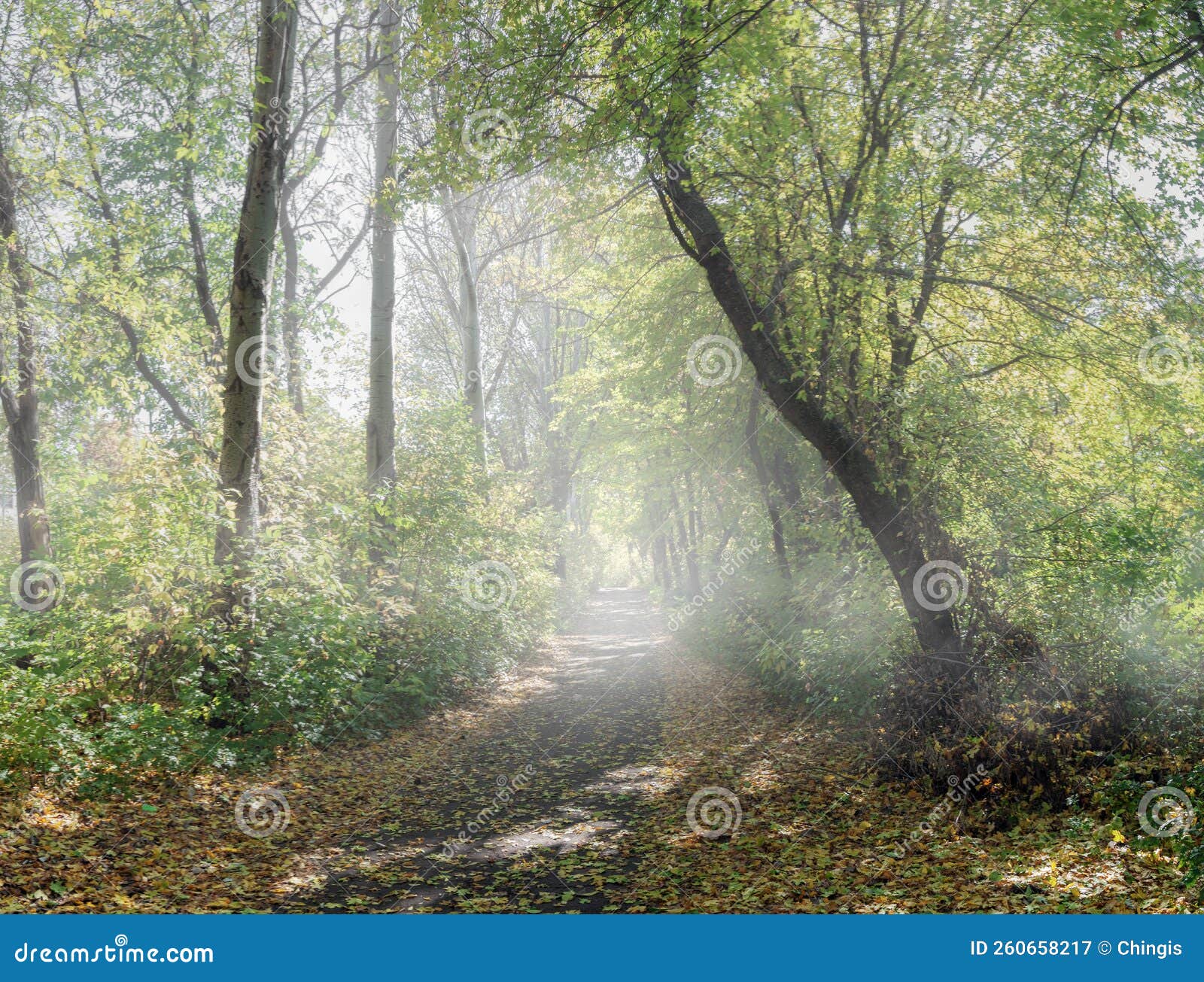 Alley Park Eun Tae stock image. Image of area, branch - 260658217