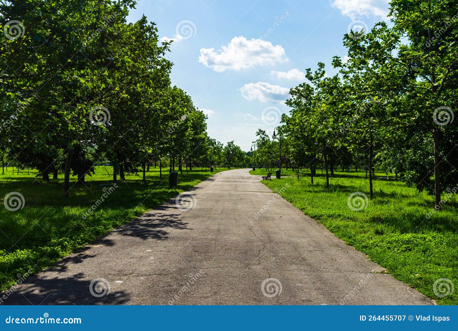 Alley in the Park - Summer Scenery Stock Image - Image of alley, tree ...