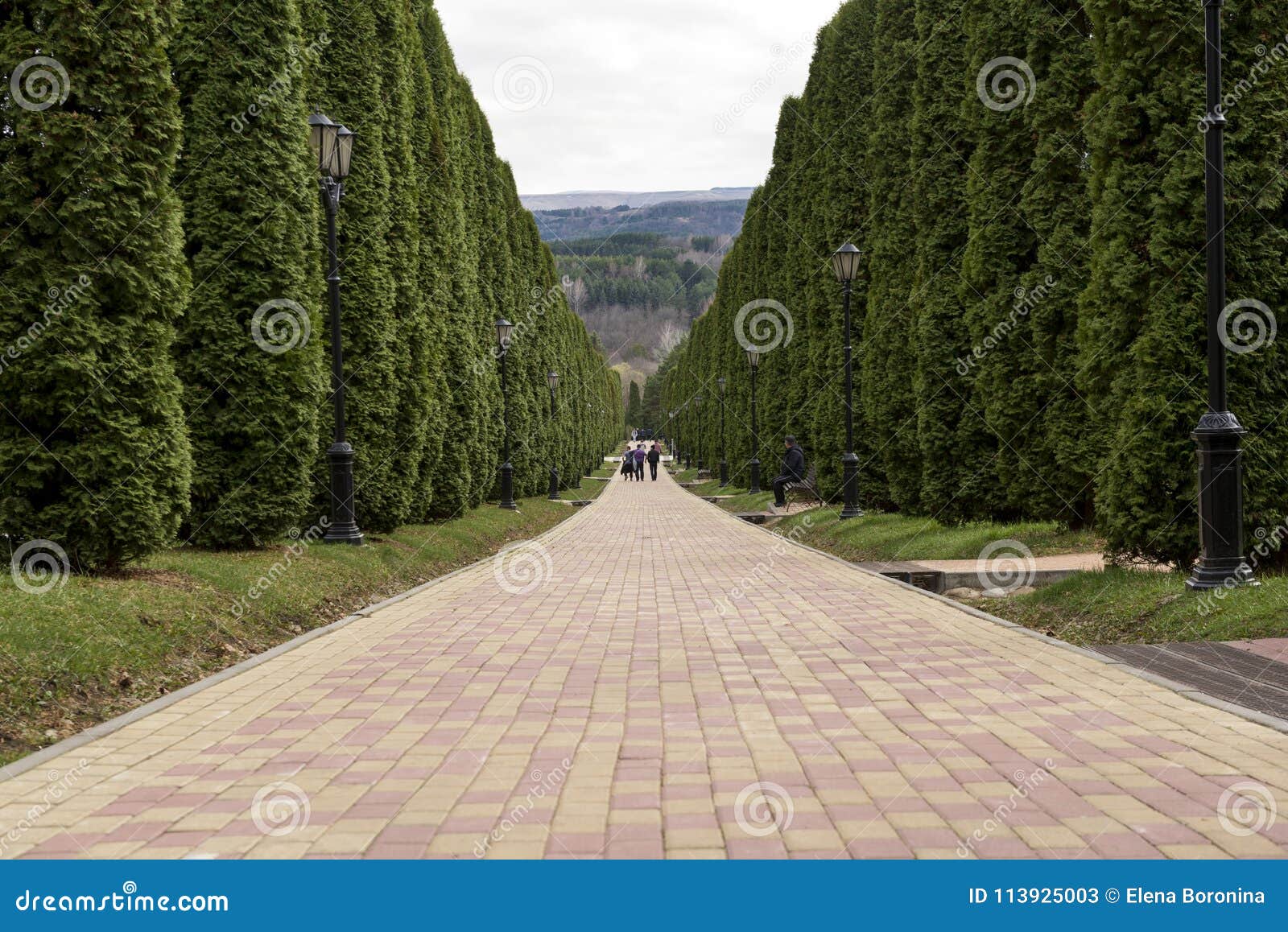 Path in the Park among the Trees, Alley Stock Image - Image of pressta ...