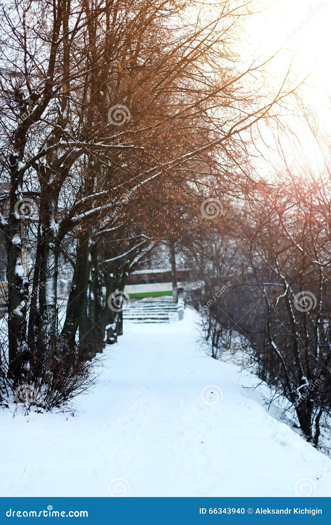 Alley pathway park winter stock photo. Image of forest - 66343940
