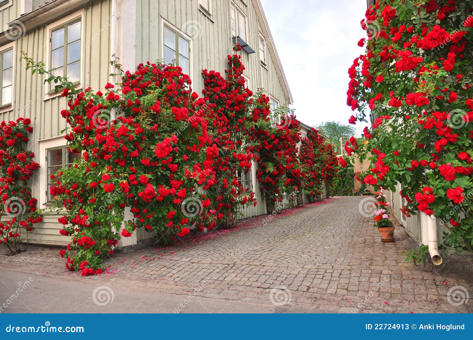 Alley of roses stock image. Image of cobblestone, summer - 22724913