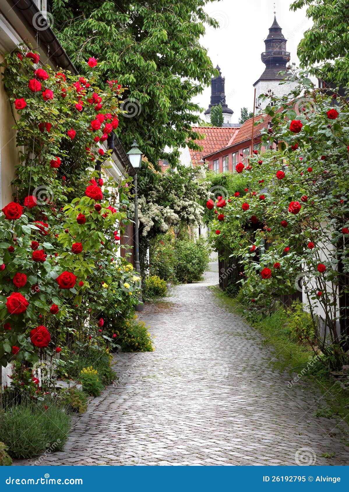 Alley of Roses stock image. Image of blooming, exterior - 26192795