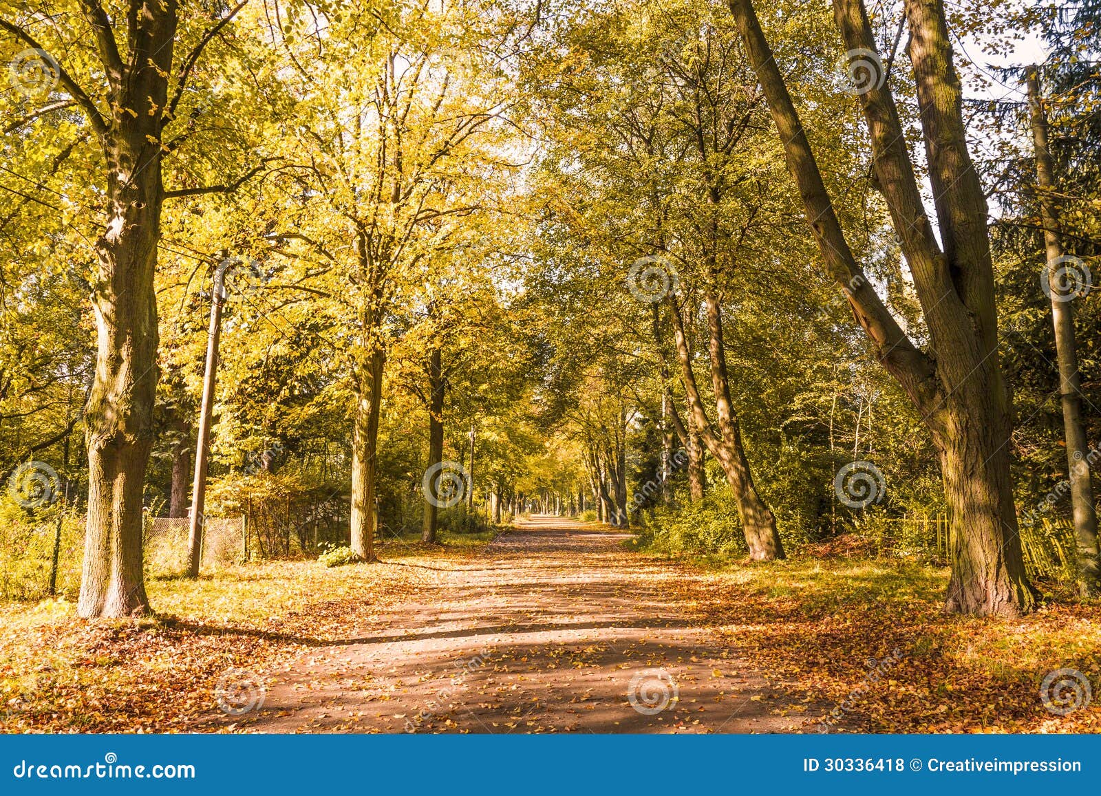 Alley stock photo. Image of scenic, tree, fall, magic - 30336418