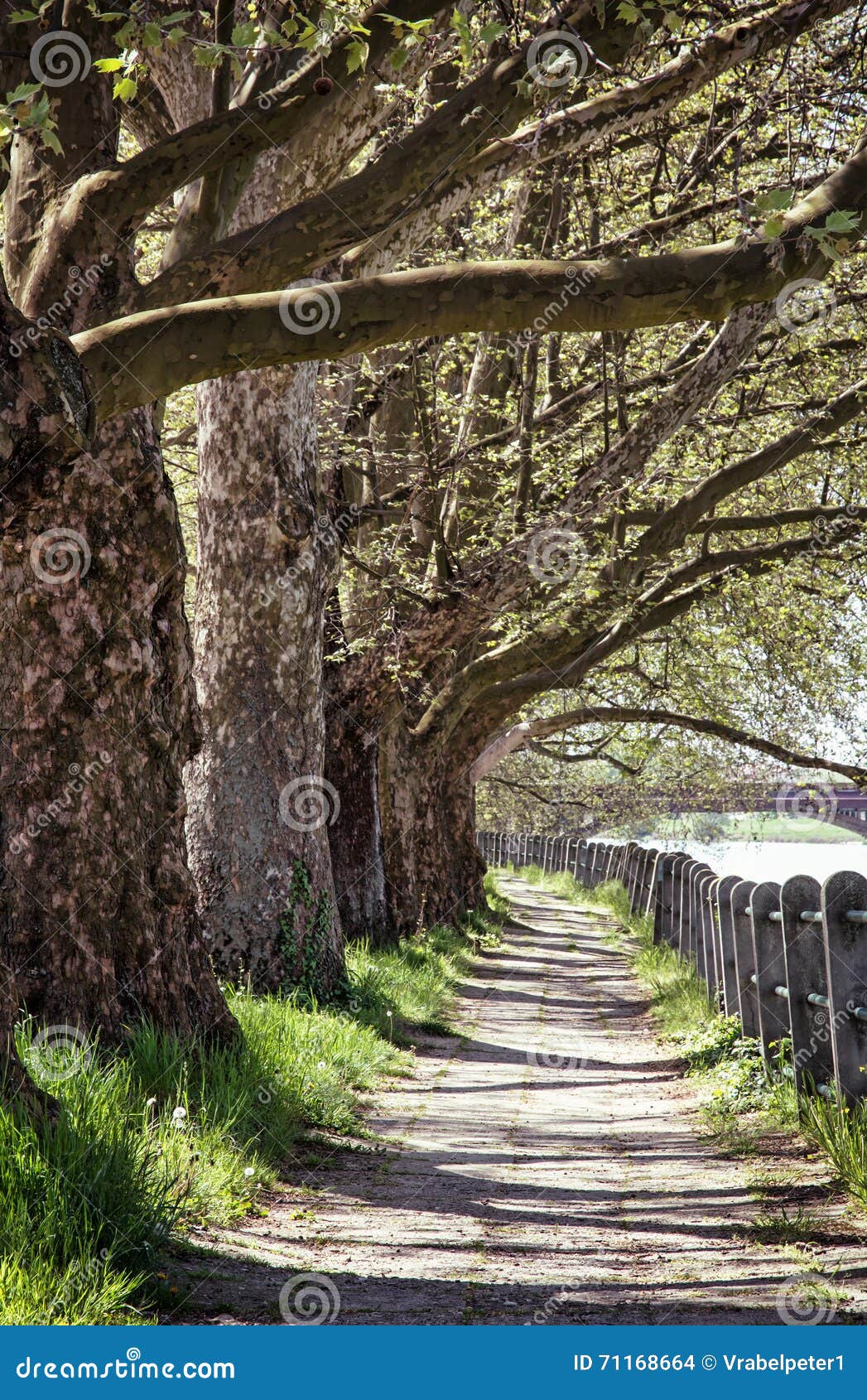 Alley Of Sycamore Trees And Railing, Red Filter Royalty-Free Stock ...