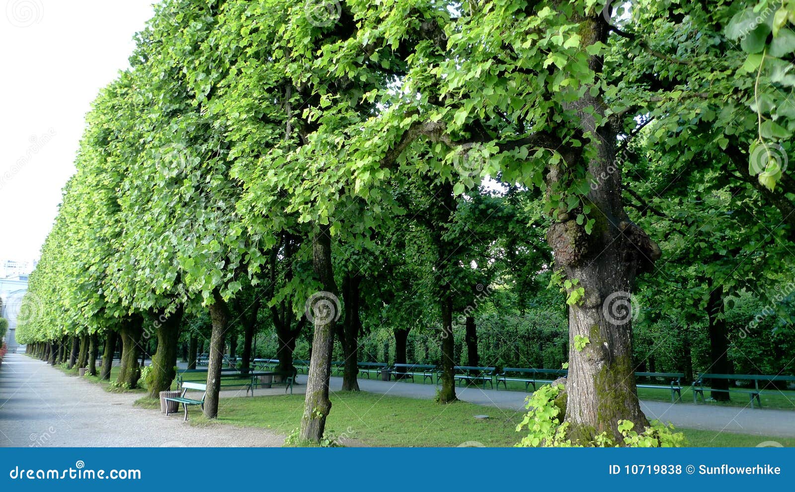 Alley of trees stock photo. Image of distance, formal - 10719838