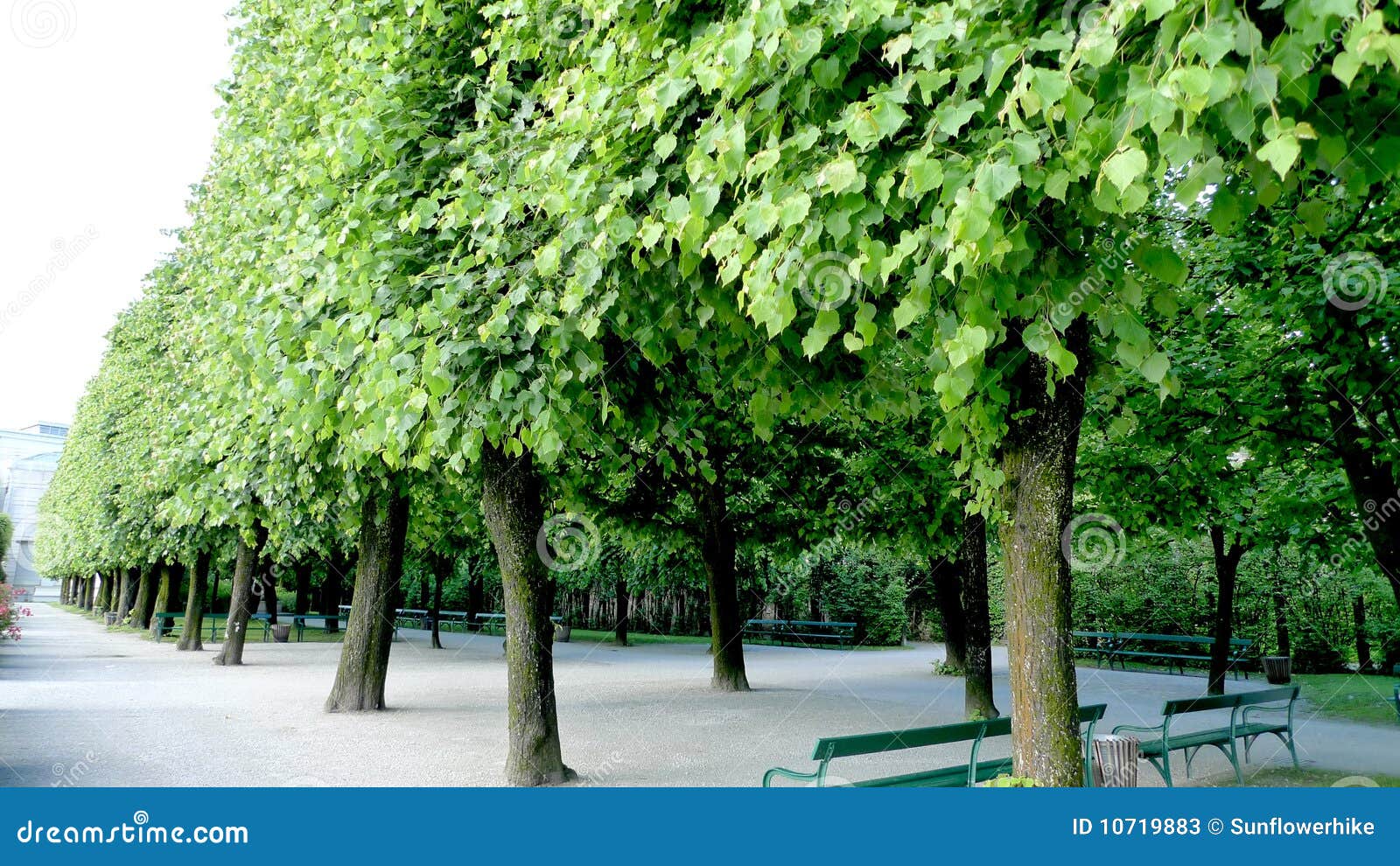 Alley of trees stock image. Image of background, flat - 10719883