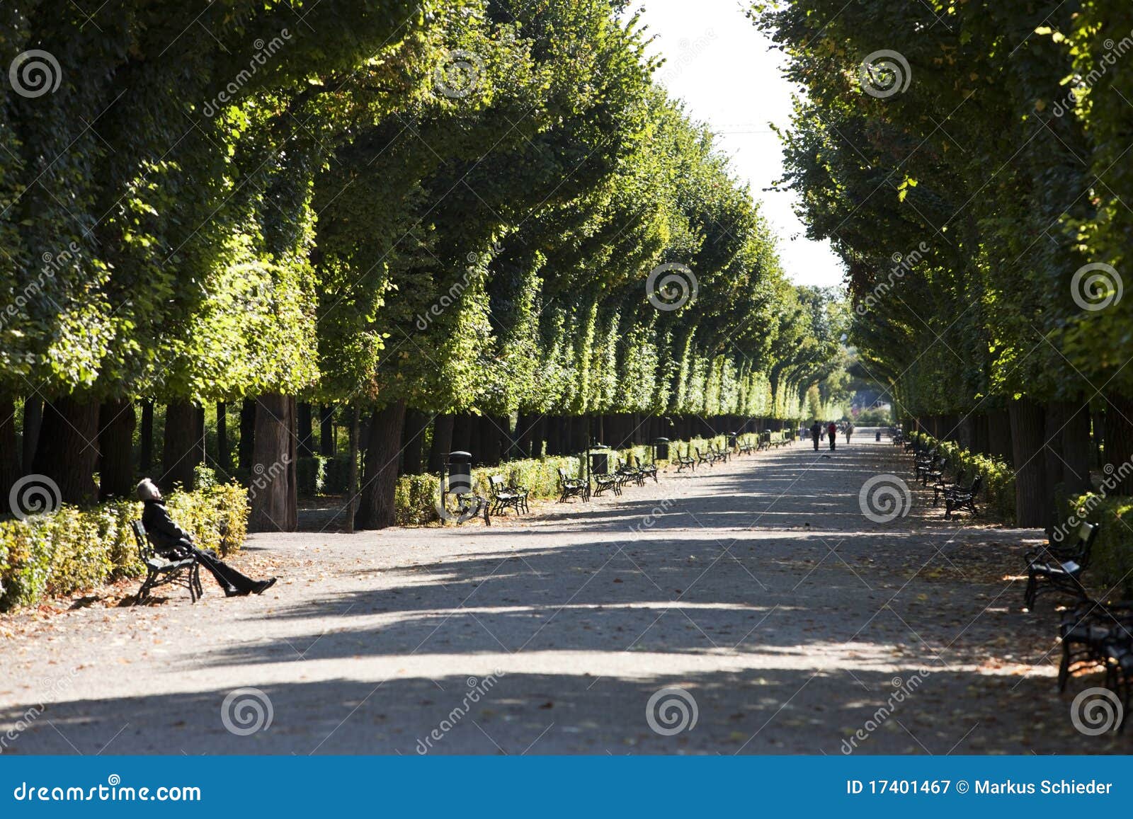 Alley of trees stock image. Image of exercising, boulevard - 17401467