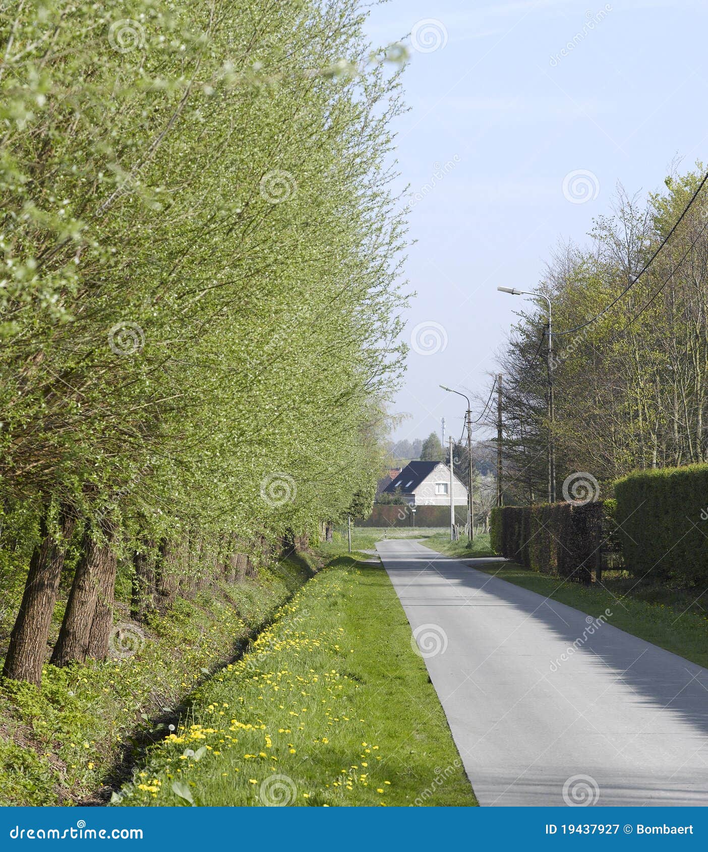 Alley of trees stock image. Image of outdoors, prospect - 19437927