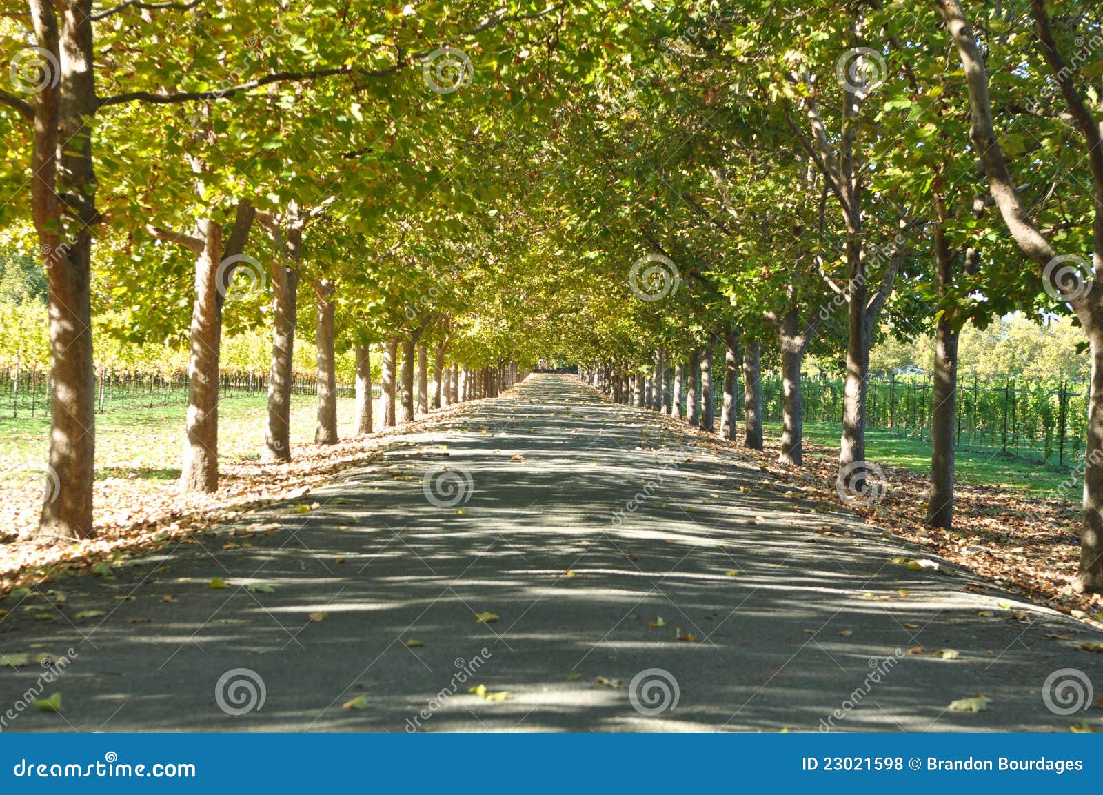 Alley of Trees stock photo. Image of shine, alley, journey - 23021598