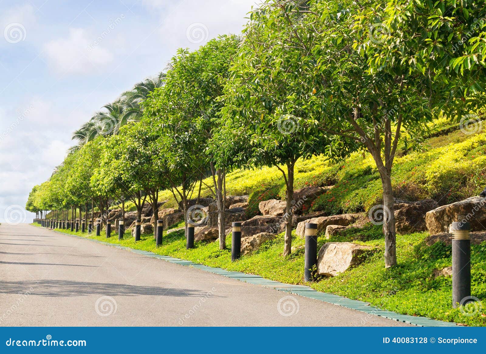 Alley of trees stock photo. Image of summer, green, scene - 40083128