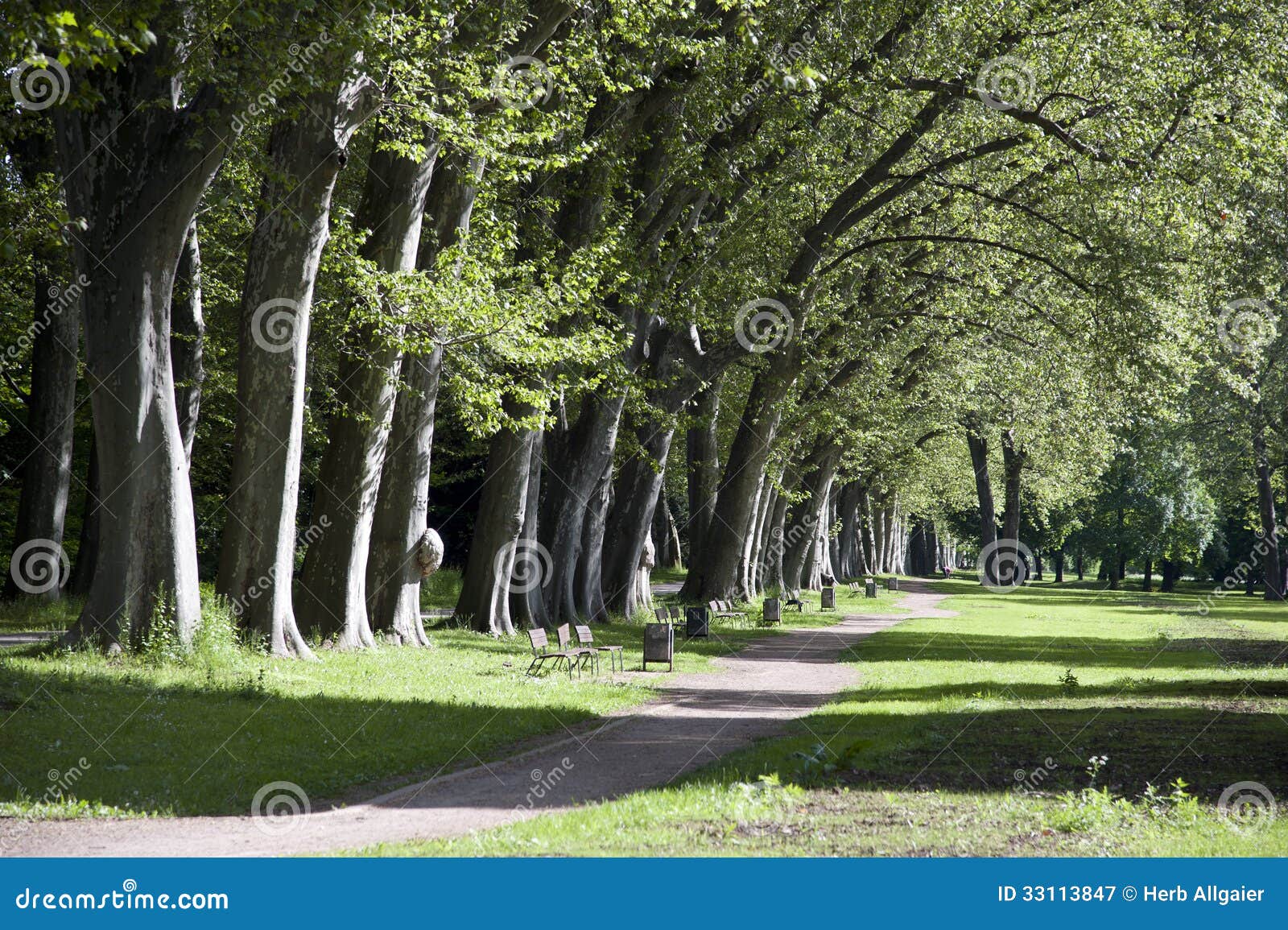Alley of trees stock image. Image of limb, nature, bench - 33113847