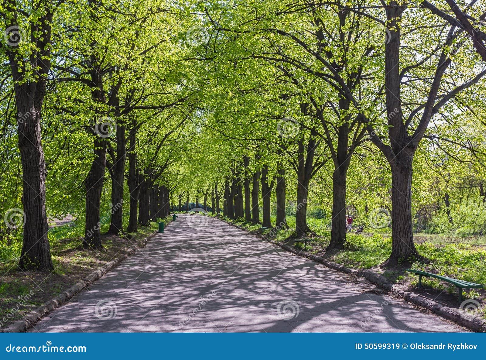 Alley with Trees in the Park Stock Image - Image of carpet, road: 50599319