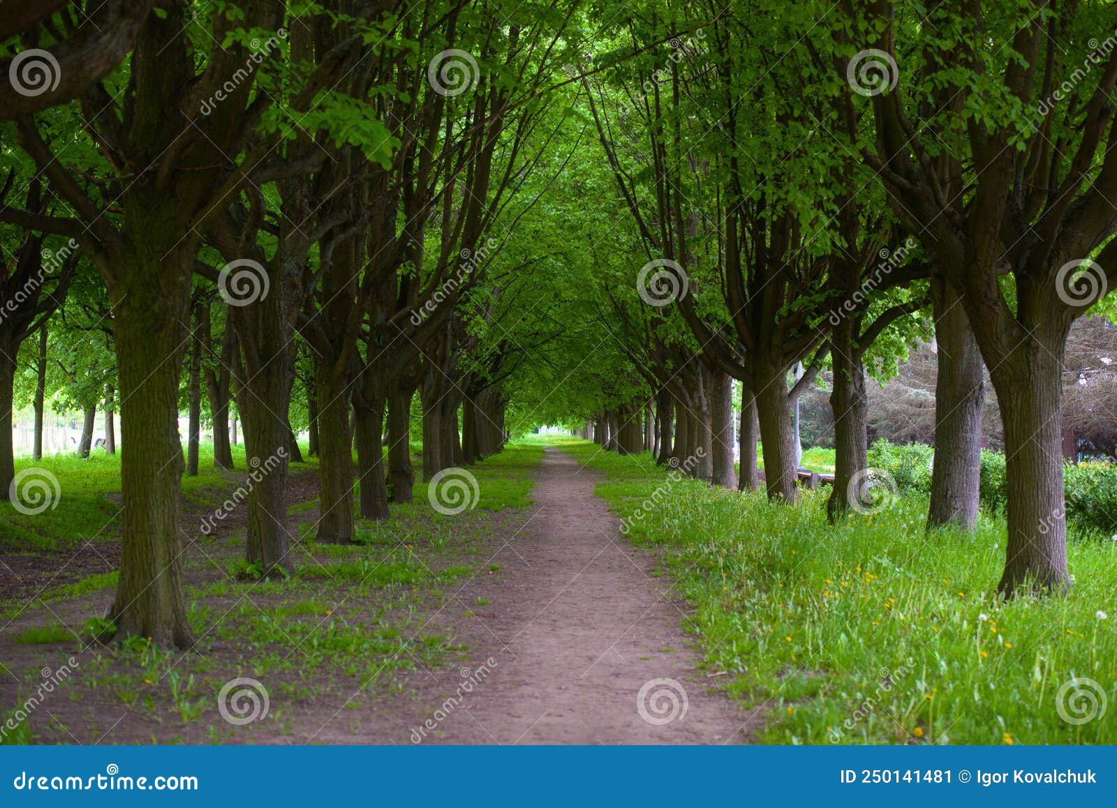 Alley trees in the park stock image. Image of nature - 250141481