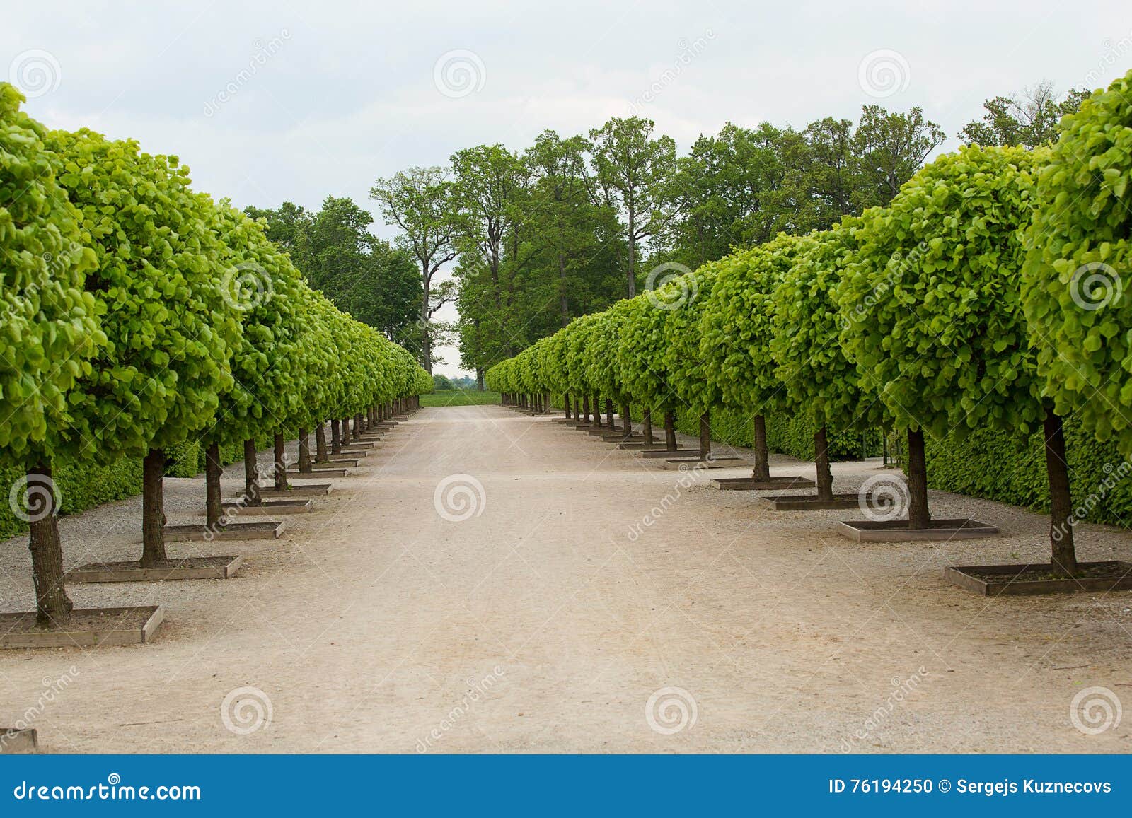 Alley of trees in the park stock photo. Image of alley - 76194250