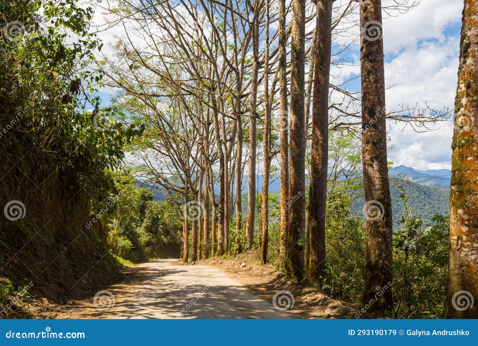 Alley stock image. Image of nature, perspective, garden - 293190179