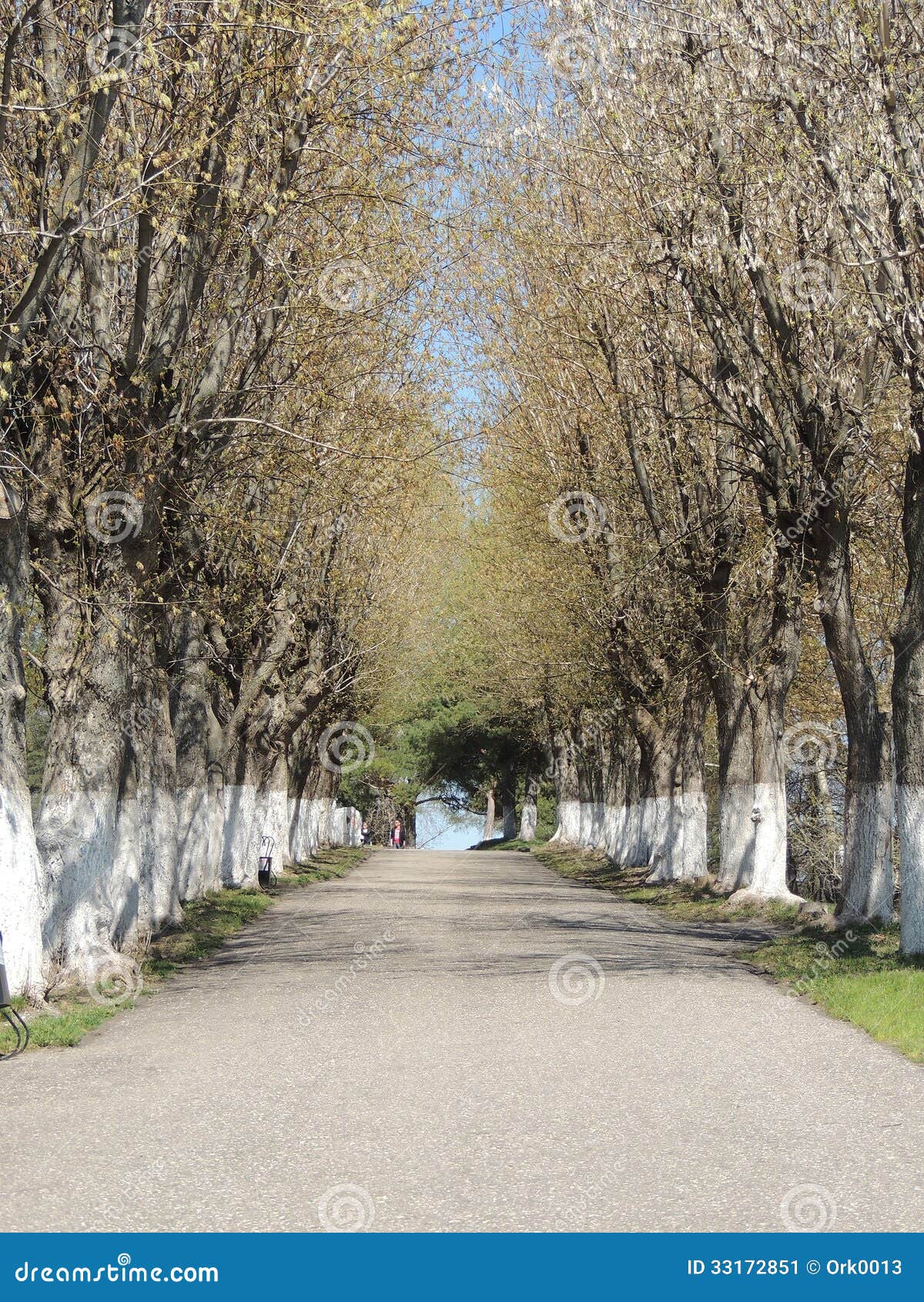 Alley of trees stock image. Image of trees, path, garden - 33172851