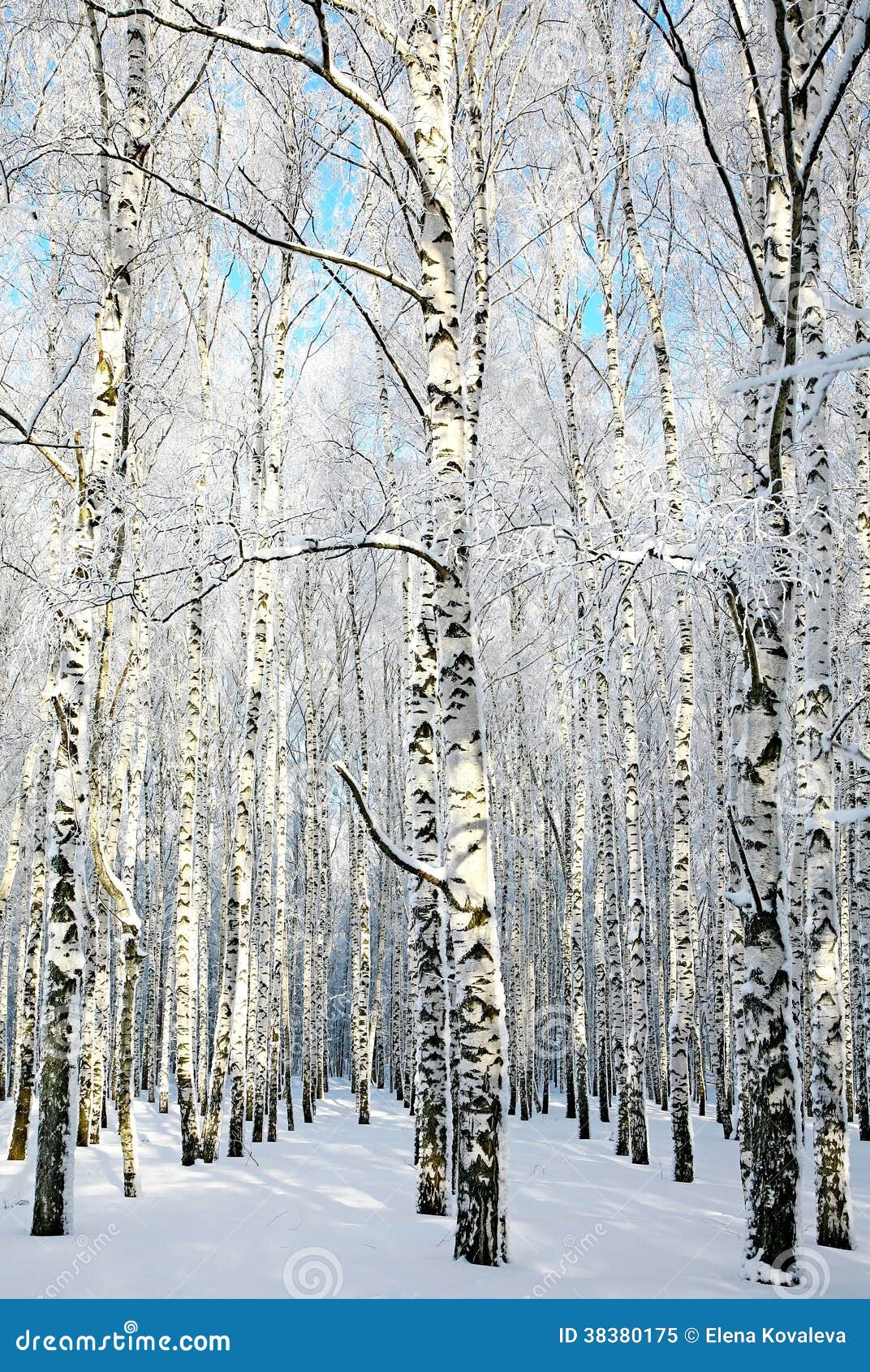 Alley in Winter Birch Forest Stock Image - Image of environment ...
