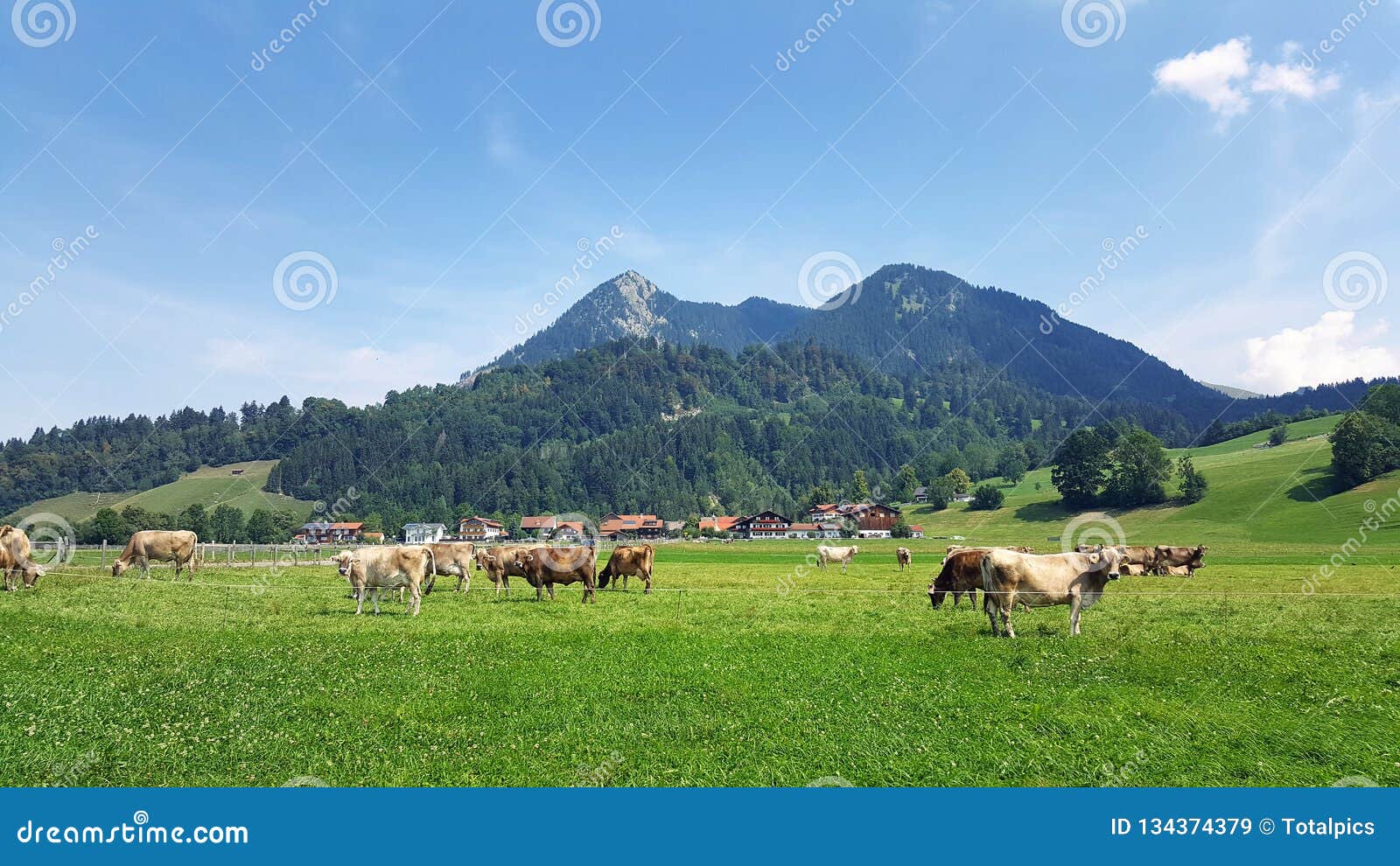 Allgau Cows Bavaria stock image. Image of cattle, winkel - 134374379