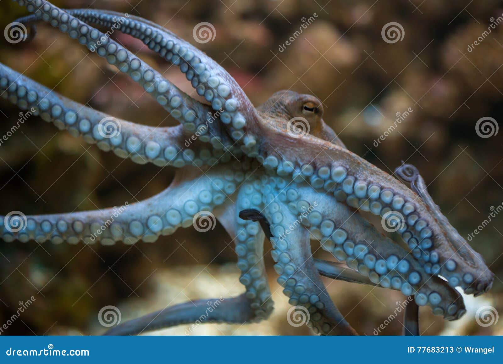 Allgemeine Krake U. X28; Krake Vulgaris& X29; Stockbild - Bild von ...