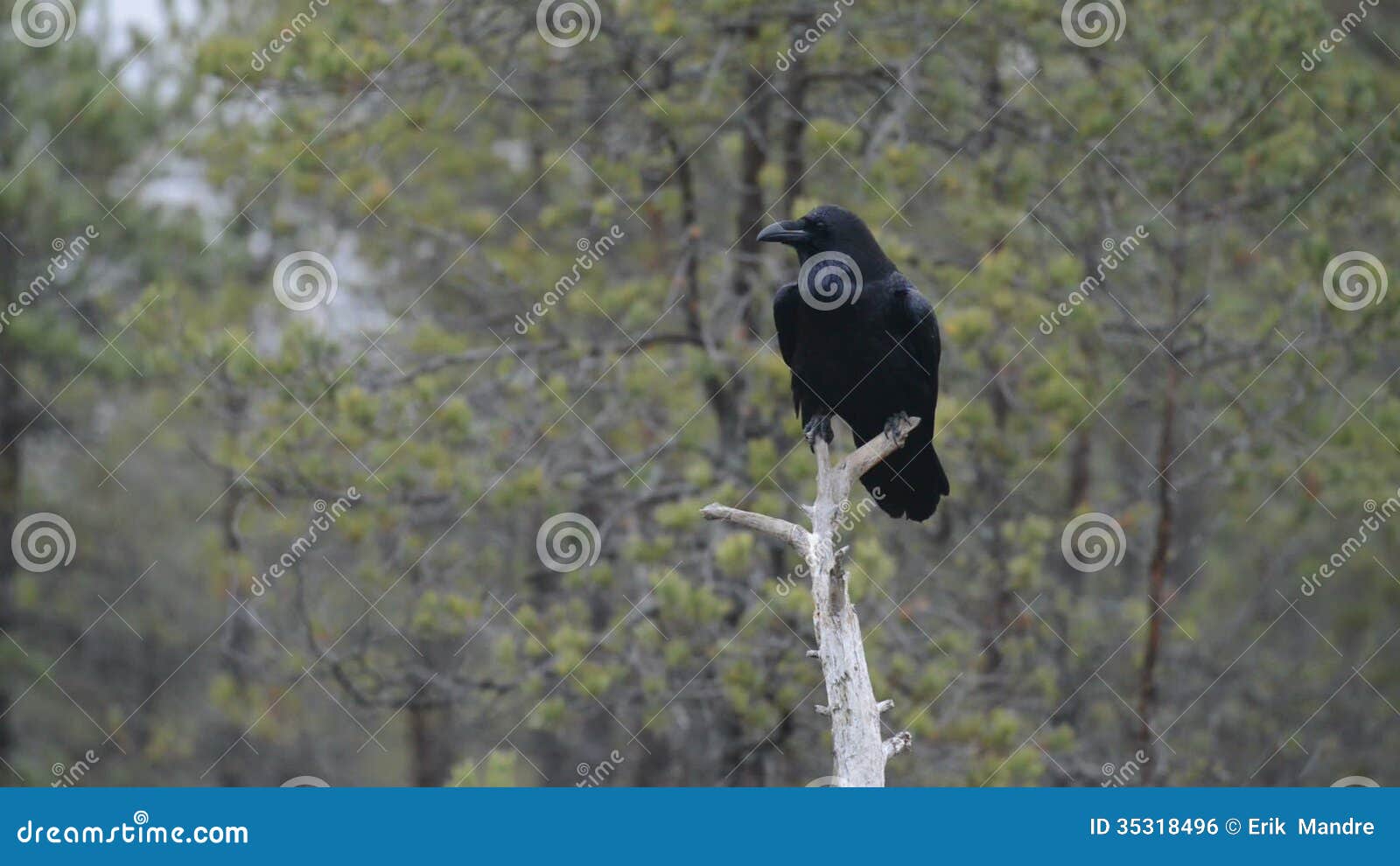 Allgemeiner Rabe auf Baum stock footage. Video von krähe - 35318496