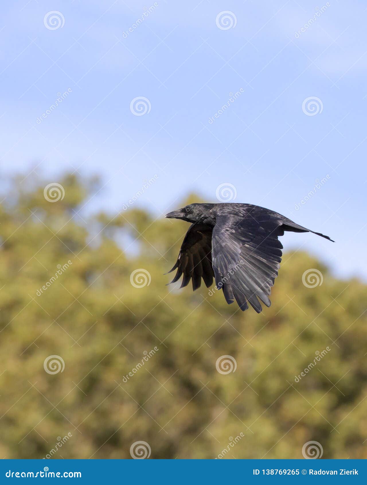 Allgemeiner Rabe, Corvus Corax Im Flug Stockbild - Bild von schnabel ...