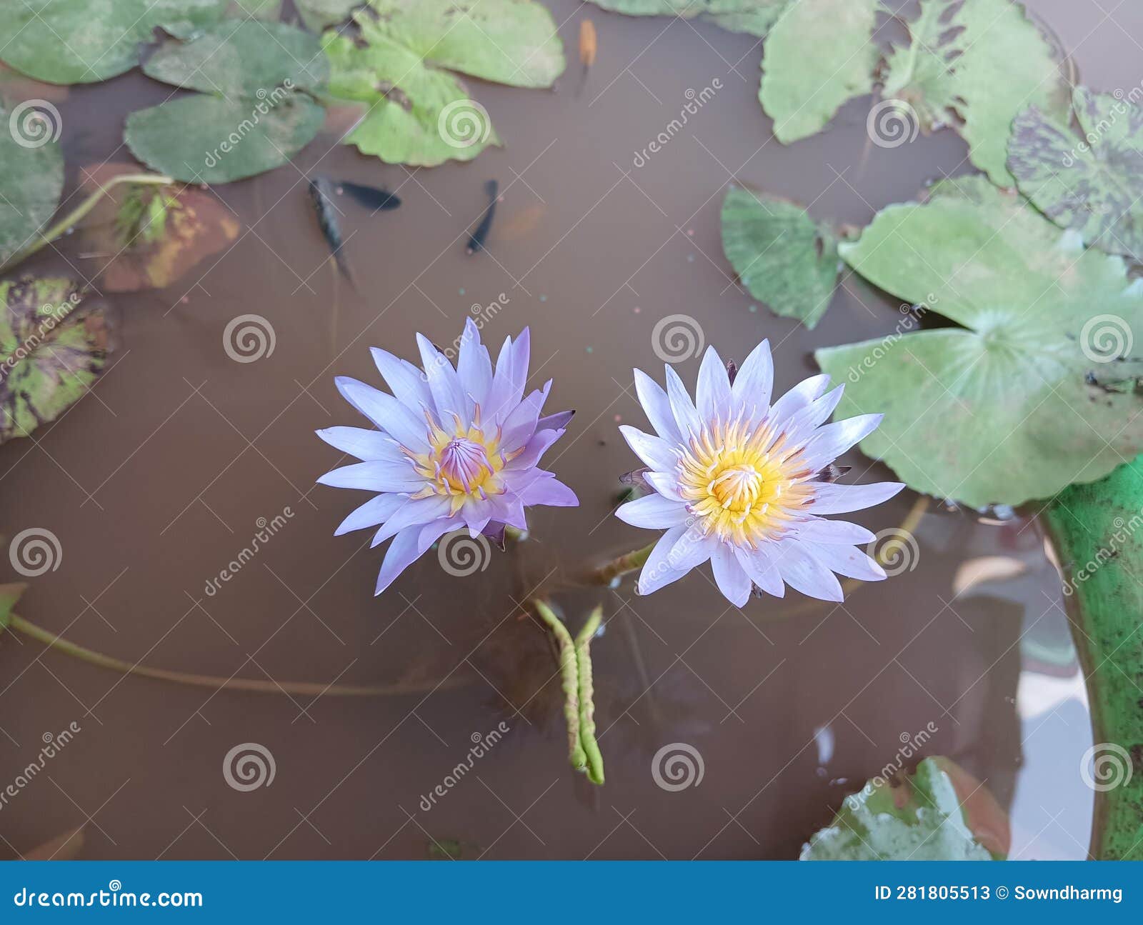 Alli Flower in Mud in Pot Fish Stock Image - Image of fish, alli: 281805513