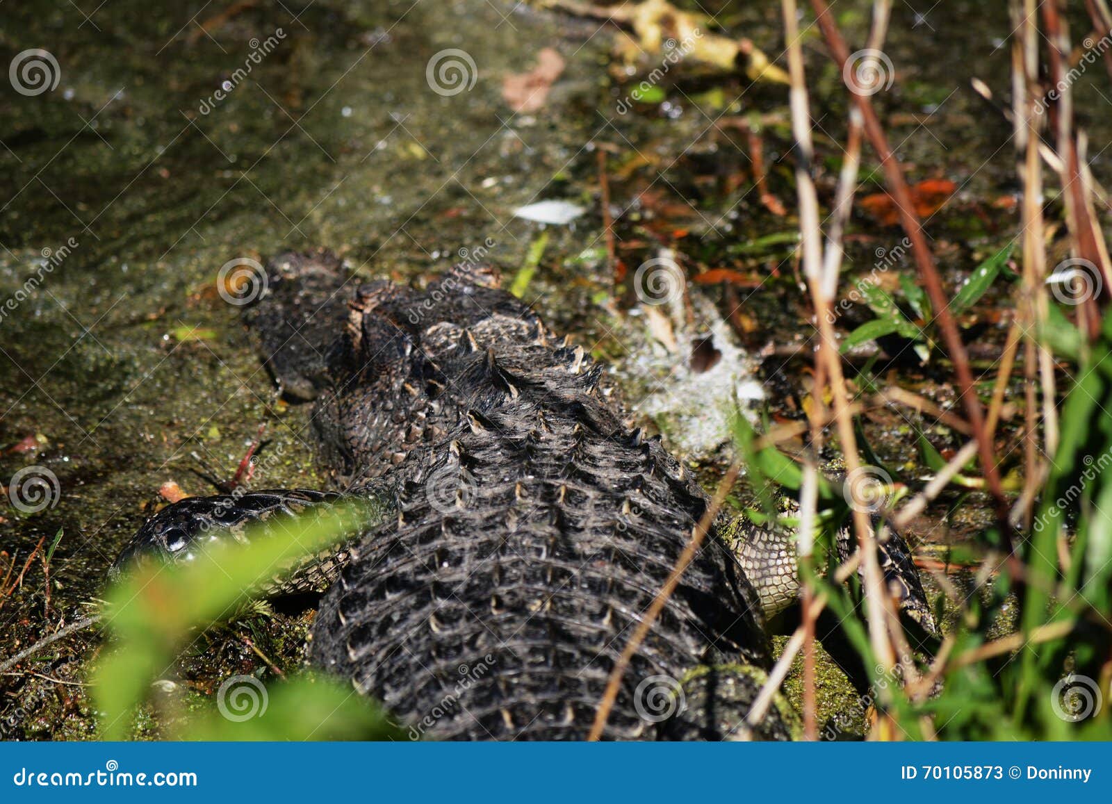 Alligaor in swamp stock image. Image of american, alligator - 70105873