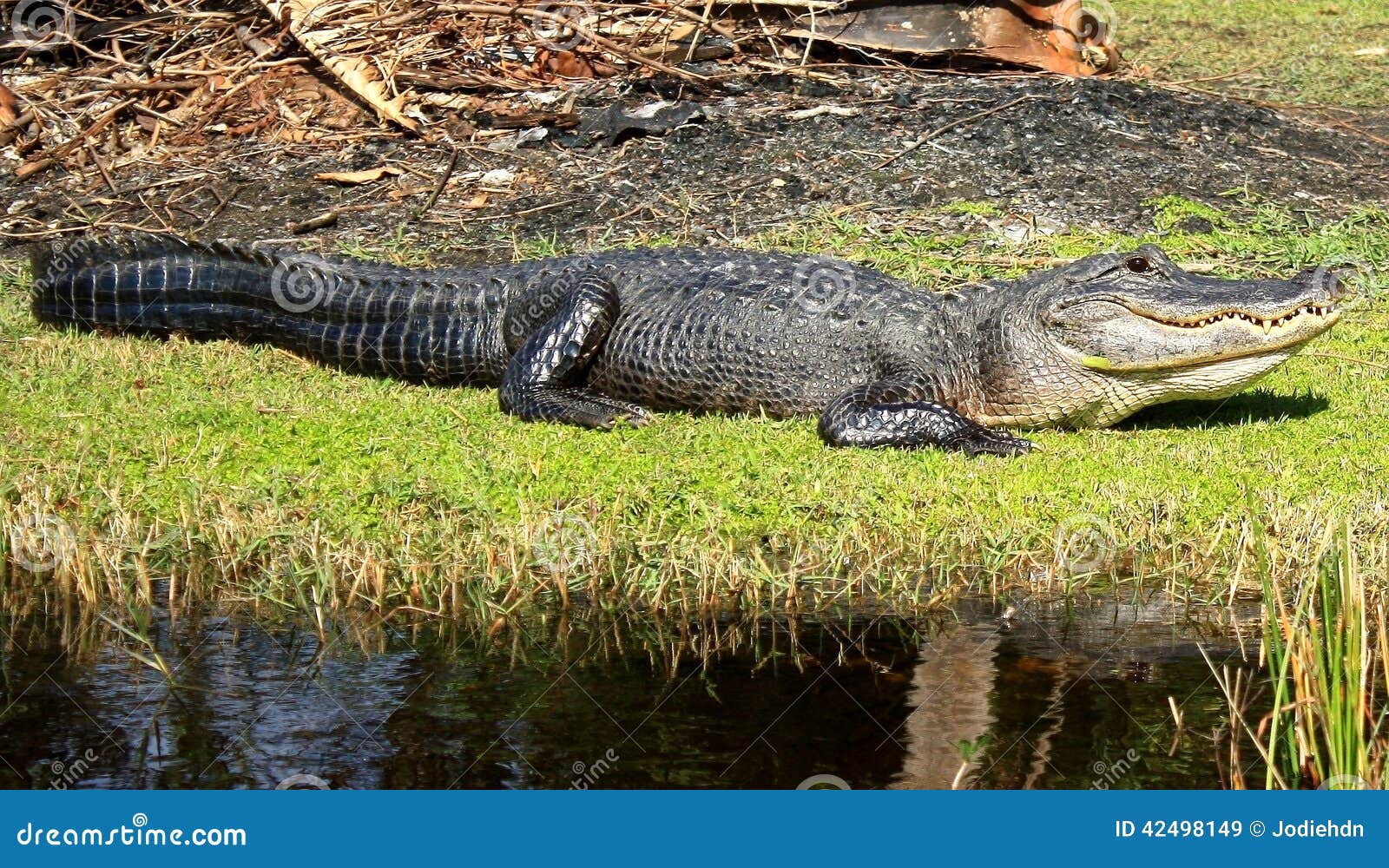 Waving Alligator Stock Photos - Free & Royalty-Free Stock Photos from ...