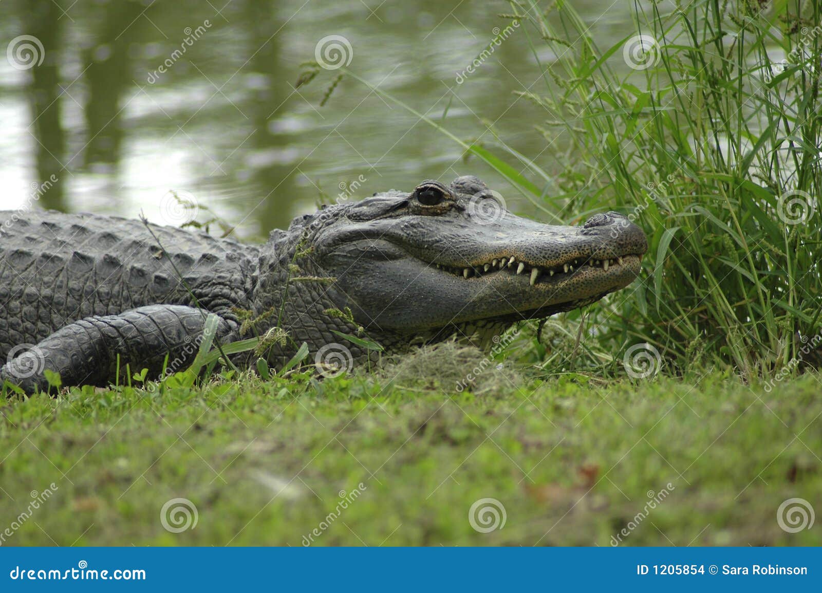 Alligator stock photo. Image of scary, carnivore, monster - 1205854