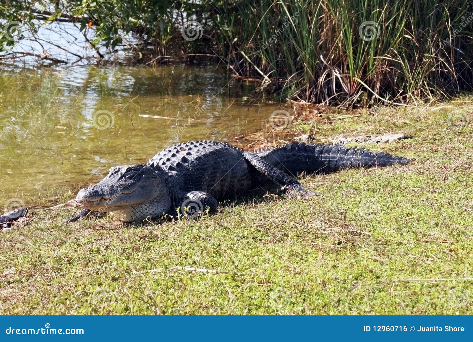 Alligator stock photo. Image of nature, national, alligator - 12960716