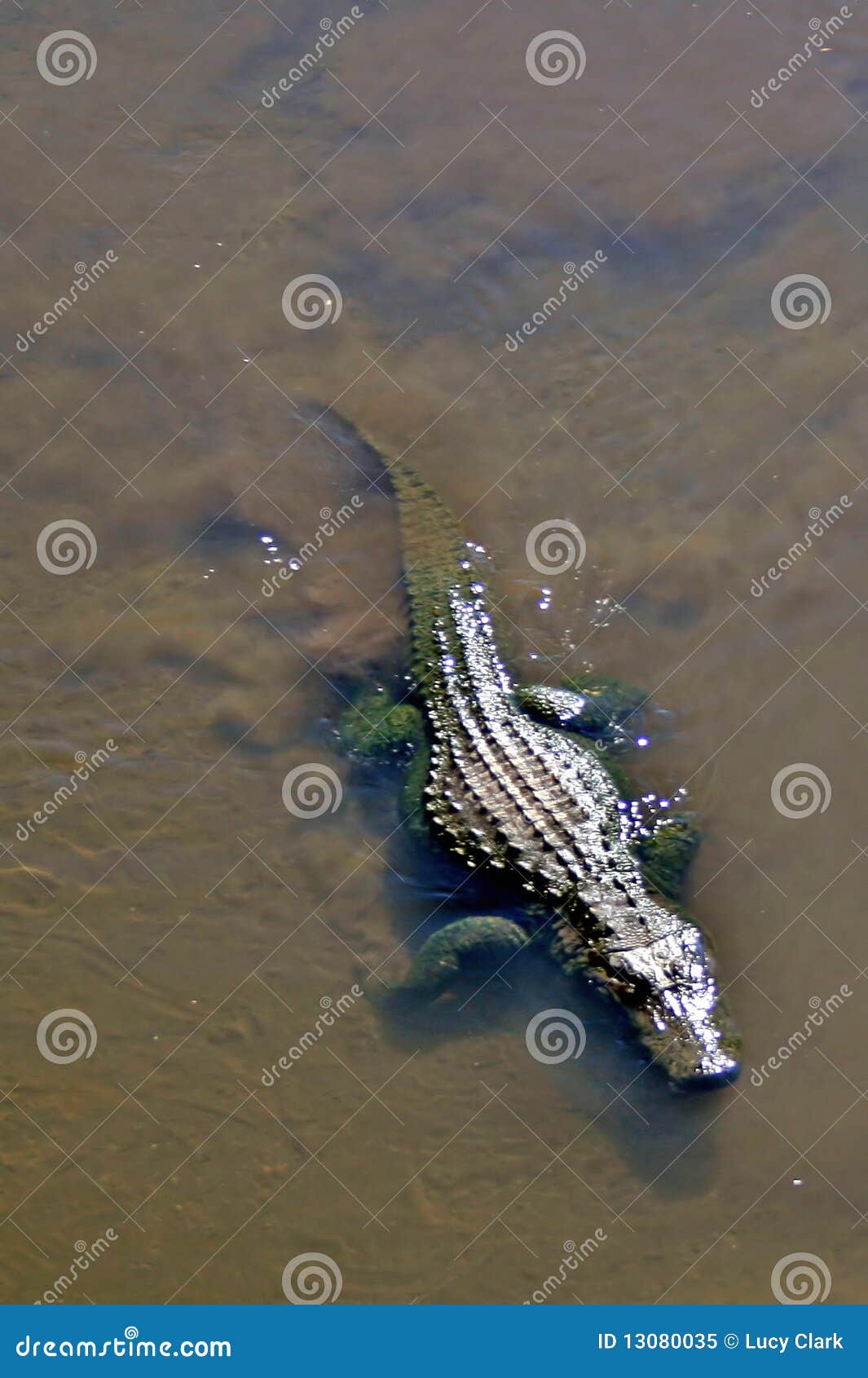 Alligator stock image. Image of swimming, nose, isolated - 13080035