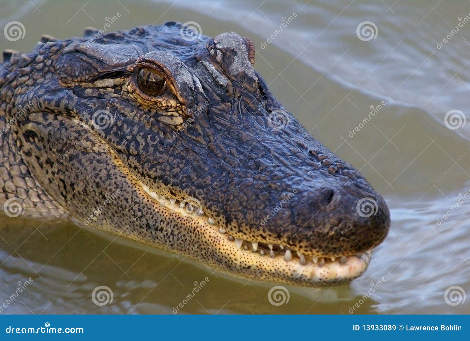 Alligator stock image. Image of smile, carnivore, predator - 13933089
