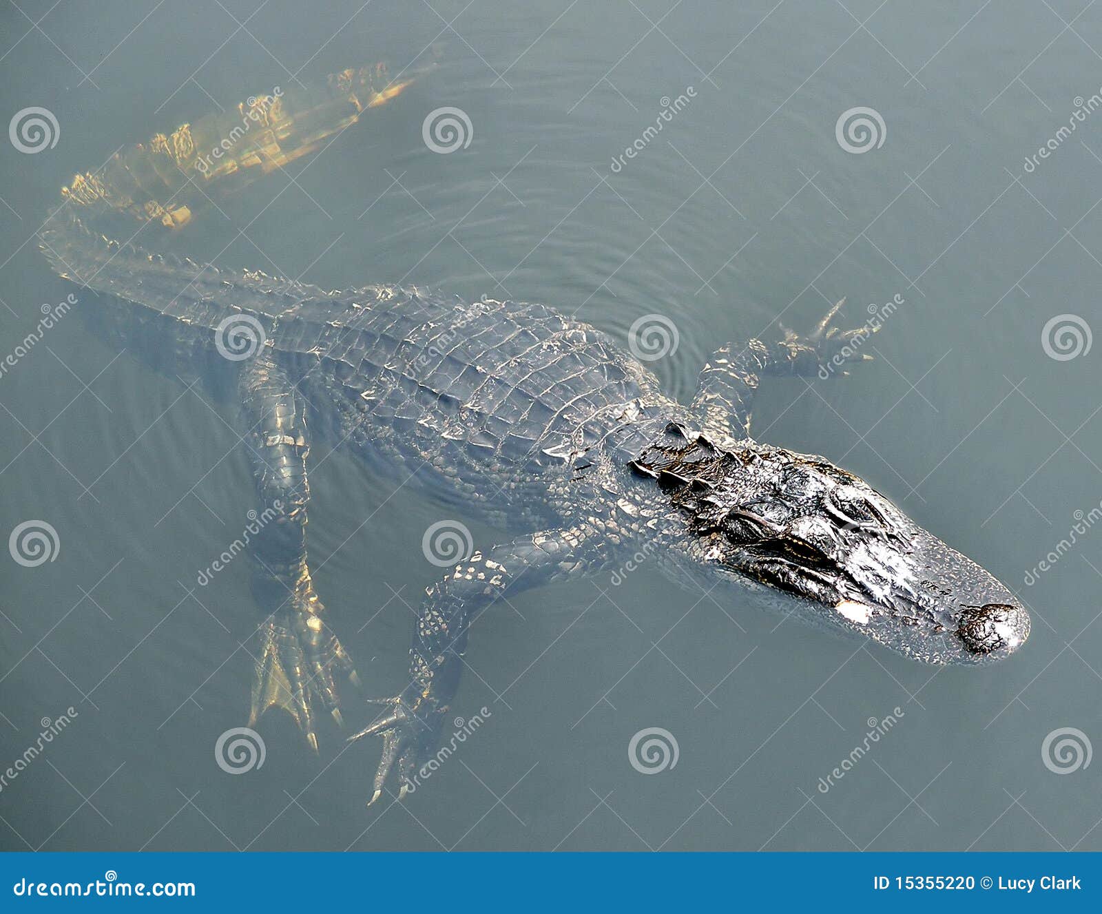 Alligator stock photo. Image of gators, alligator, swimming - 15355220
