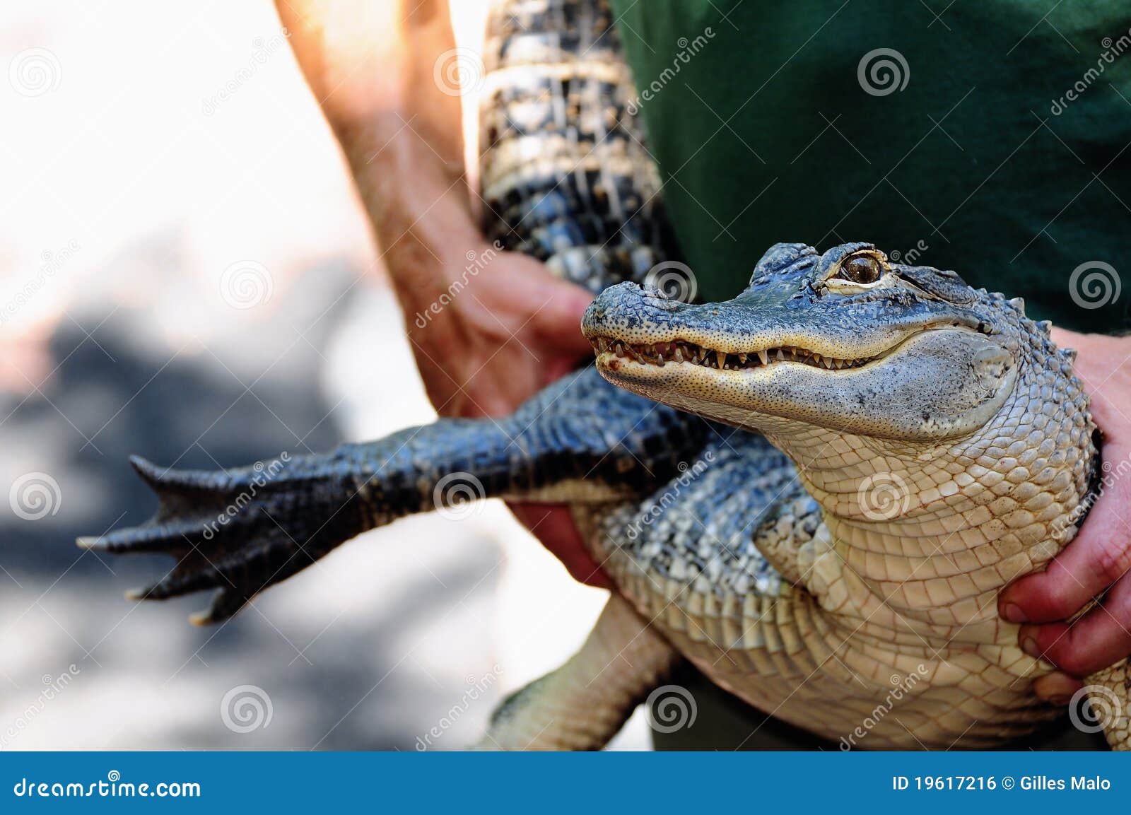 Alligator stock photo. Image of young, handler, reptiles - 19617216