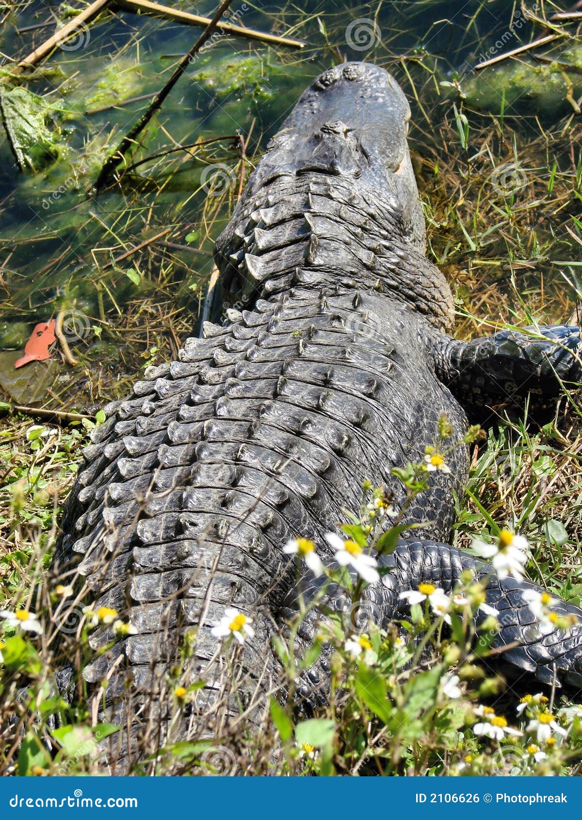 Alligator stock photo. Image of jaws, scales, nature, animals - 2106626