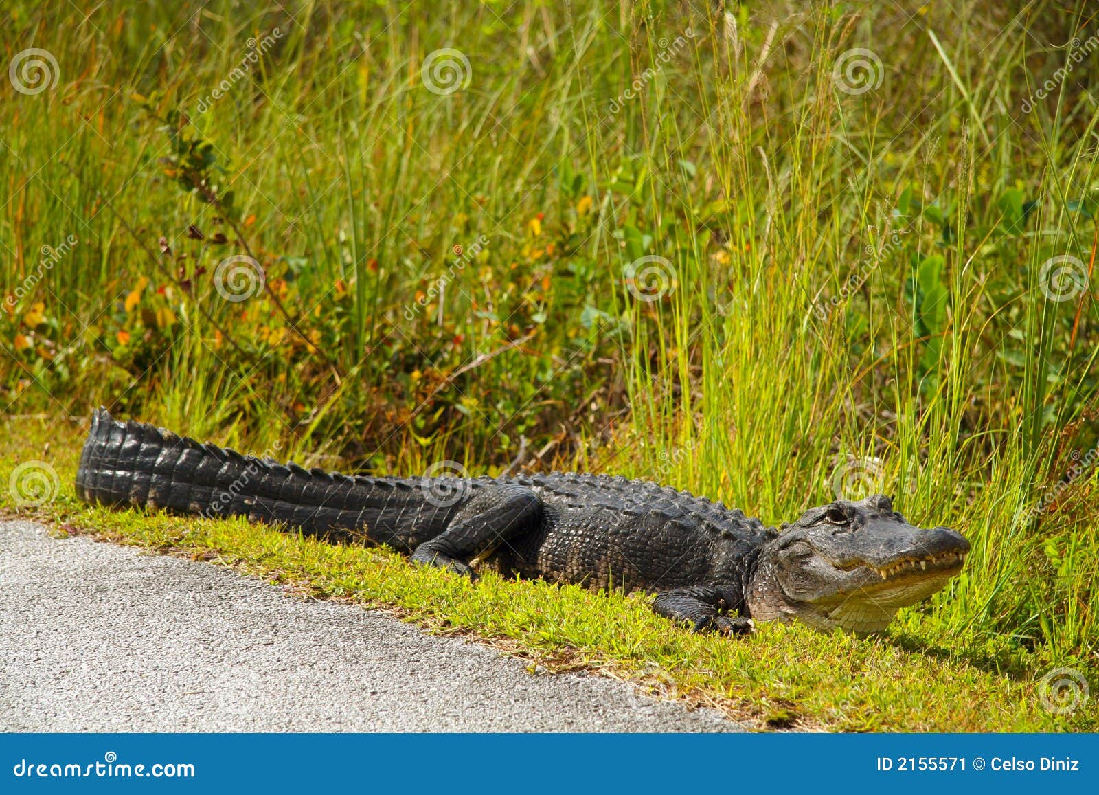 Alligator Near Highway stock image. Image of everglades - 2155571