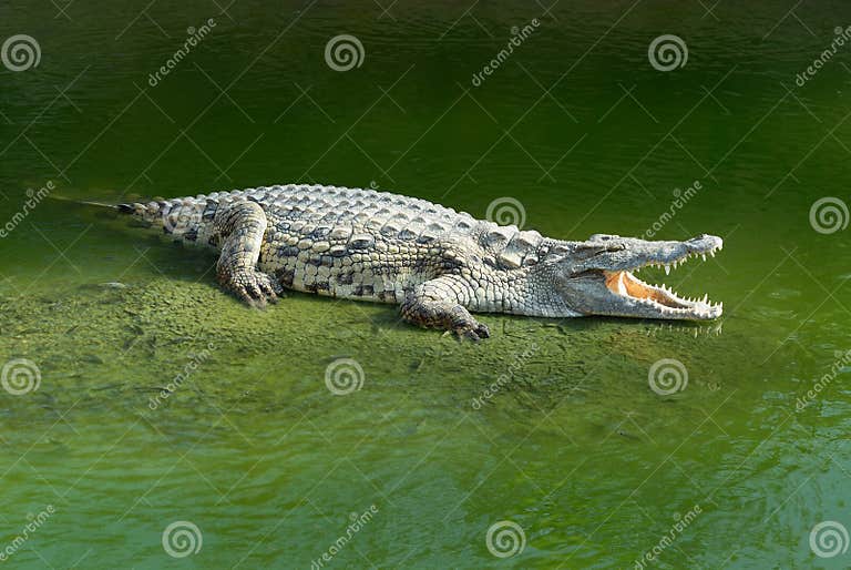 Alligator stock photo. Image of mean, alligator, gator - 22987748