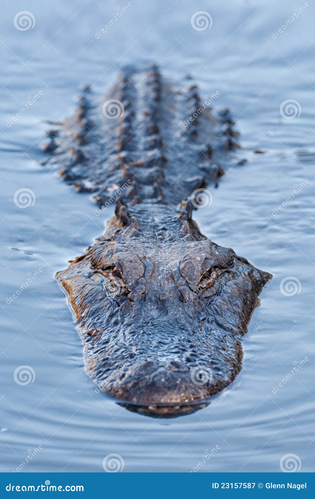 Florida Alligator Swimming Vertical Stock Photos - Free & Royalty-Free ...