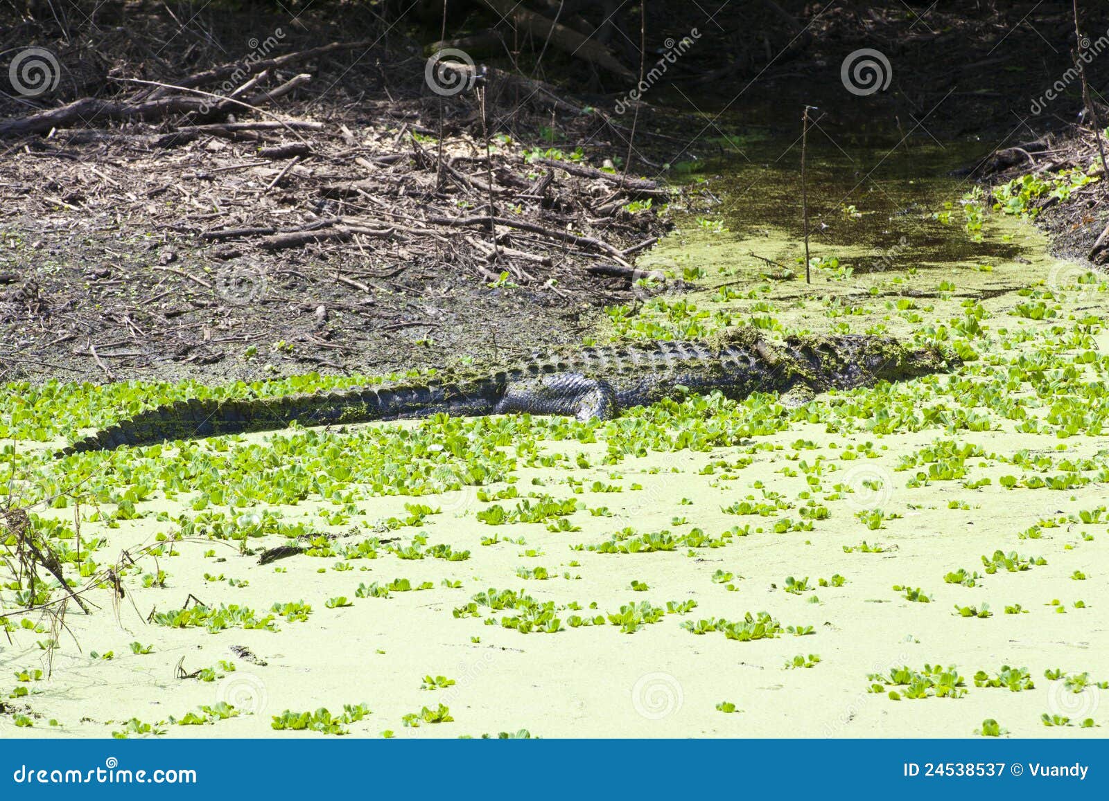 Alligator stock image. Image of alligator, landscape - 24538537