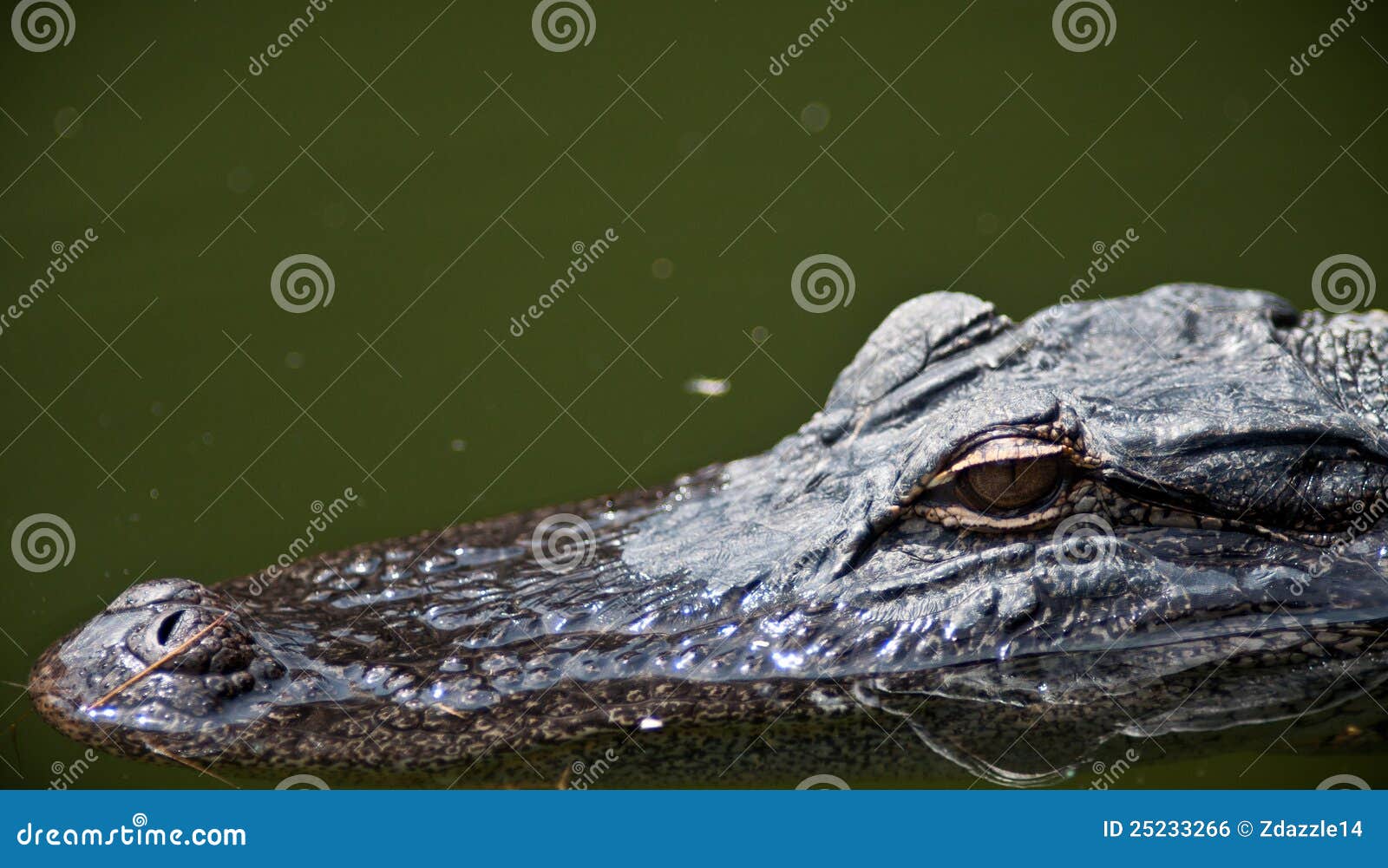 Alligator stock photo. Image of eyes, nose, reptile, green - 25233266
