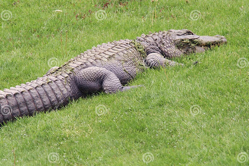 Alligator stock image. Image of large, strong, reptile - 2583947