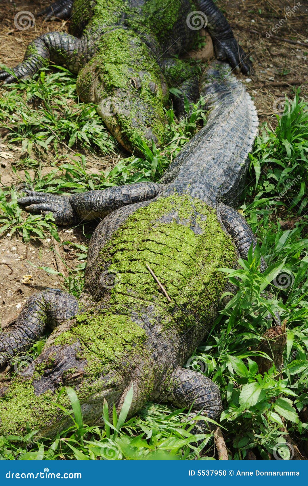 Alligator stock photo. Image of duckweed, long, mire, head - 5537950