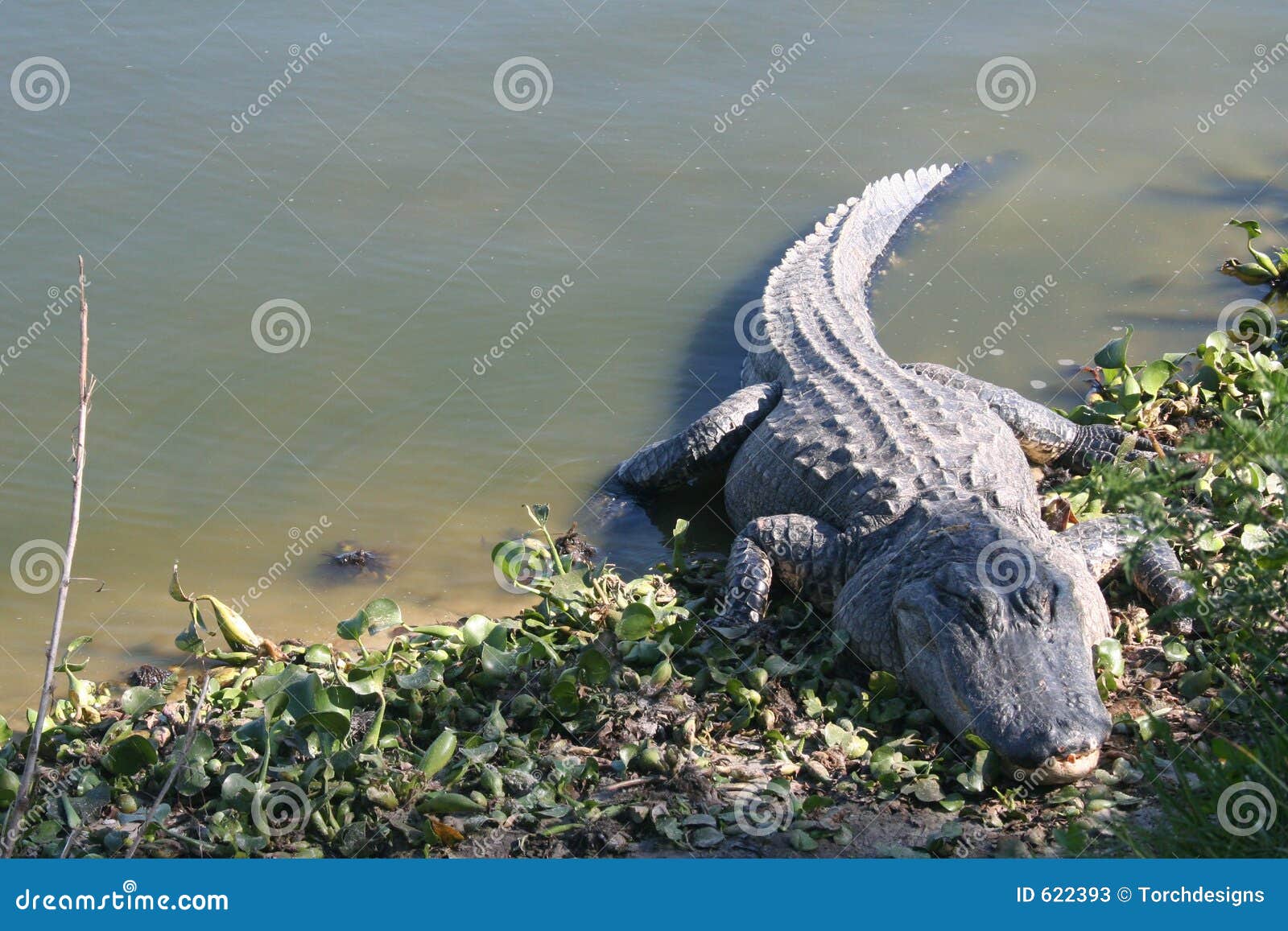 Alligator stock image. Image of water, fear, alligator - 622393
