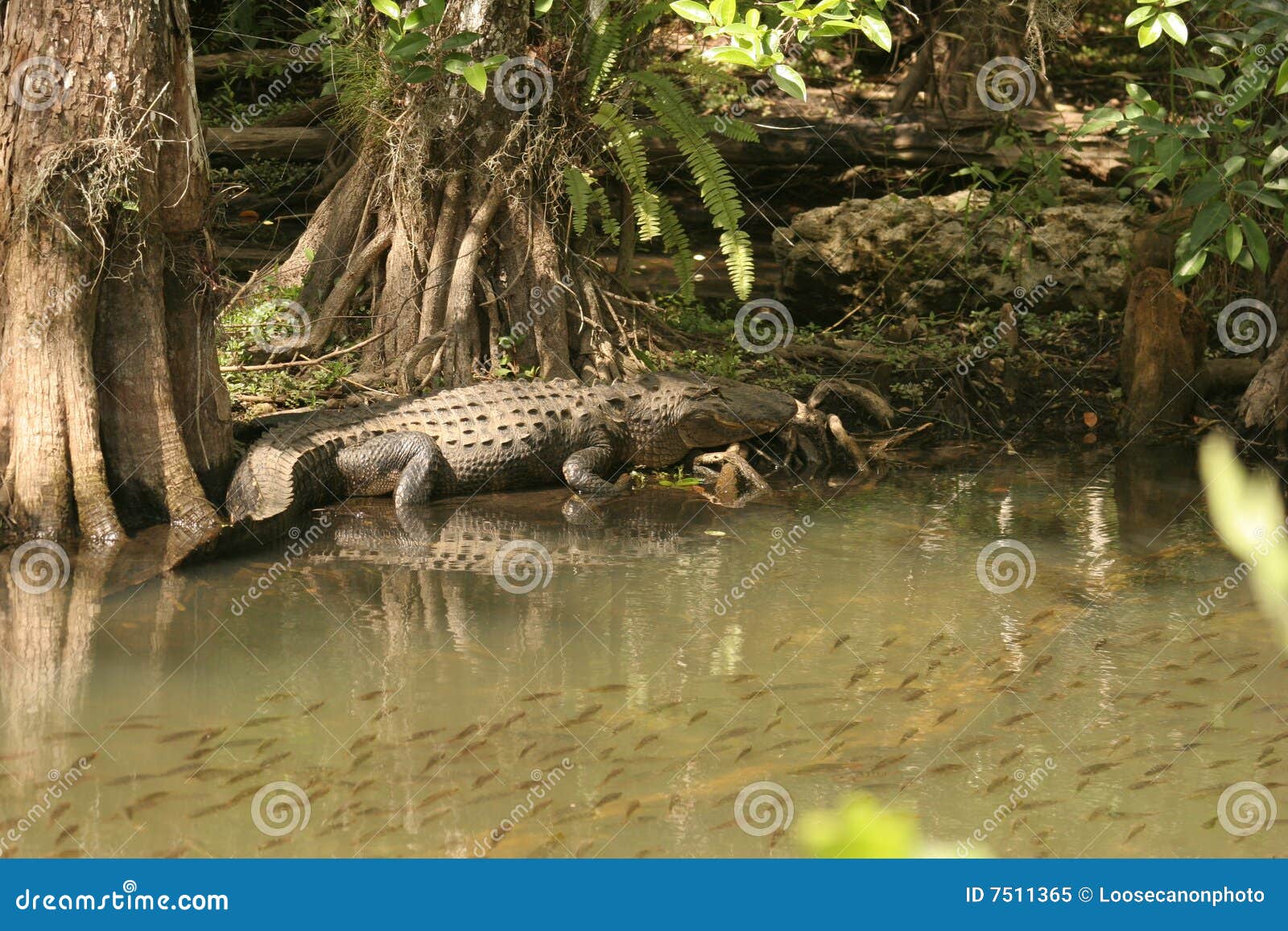 Alligator stock image. Image of water, fish, reptile, trees - 7511365