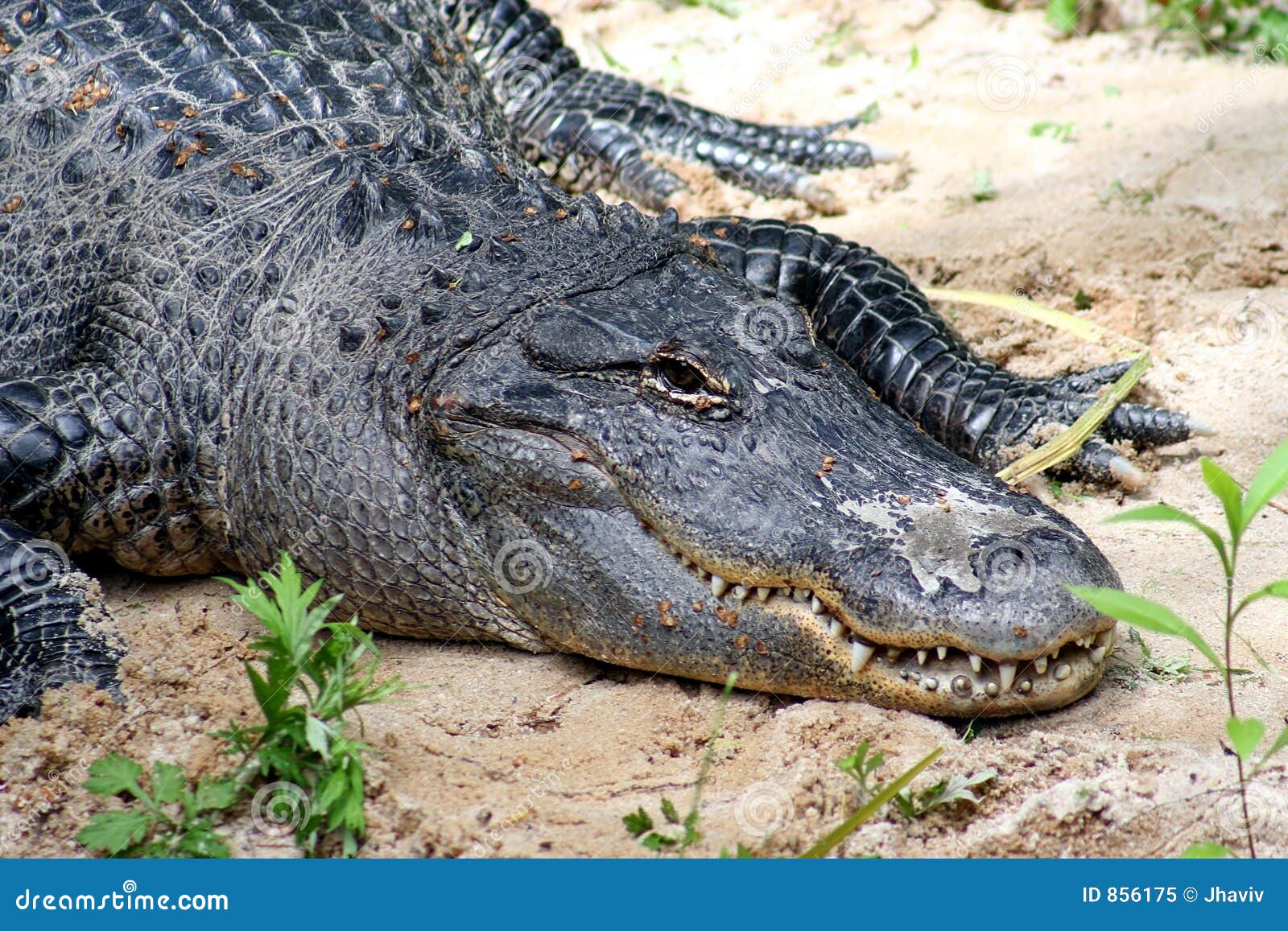 Alligator stock image. Image of nature, dinosaur, gator - 856175