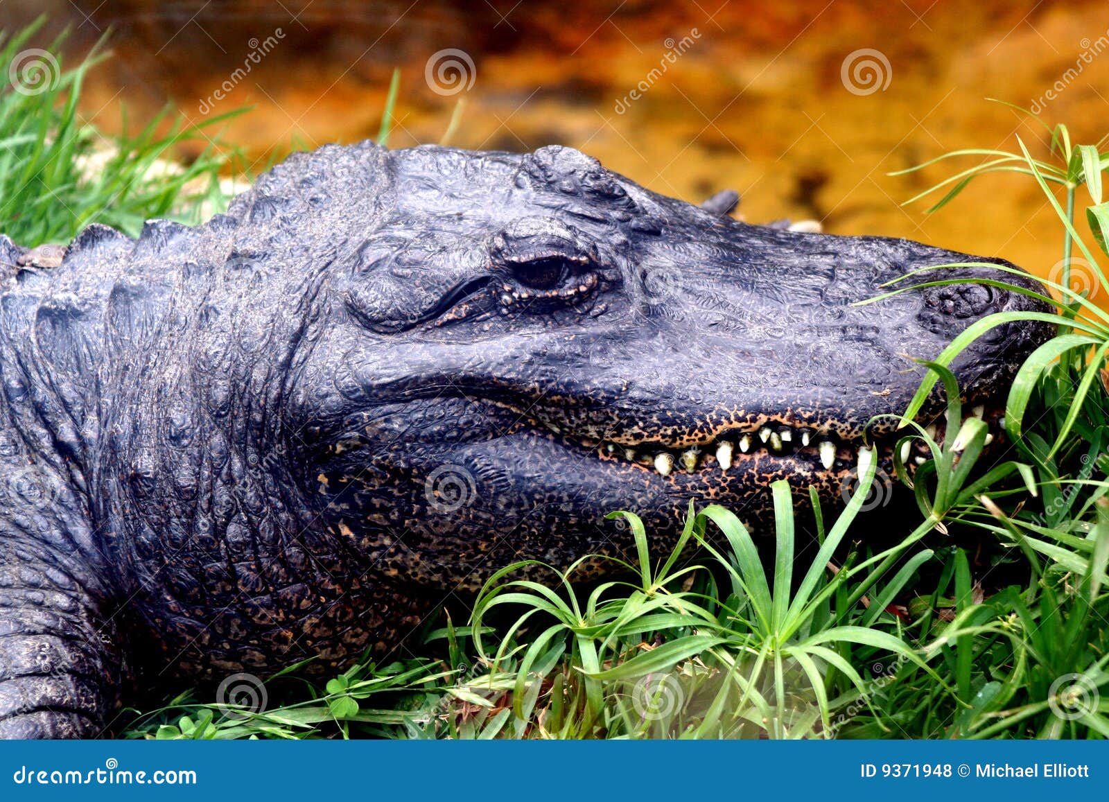 Alligator stock photo. Image of buckskinman, hide, teeth - 9371948