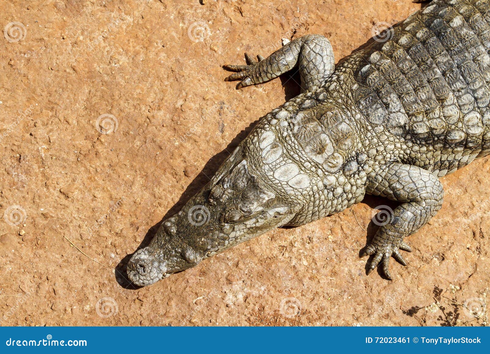 Alligator from above stock image. Image of open, jaws - 72023461